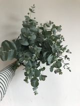 Jak pěstovat eukalyptus · Loukykvět