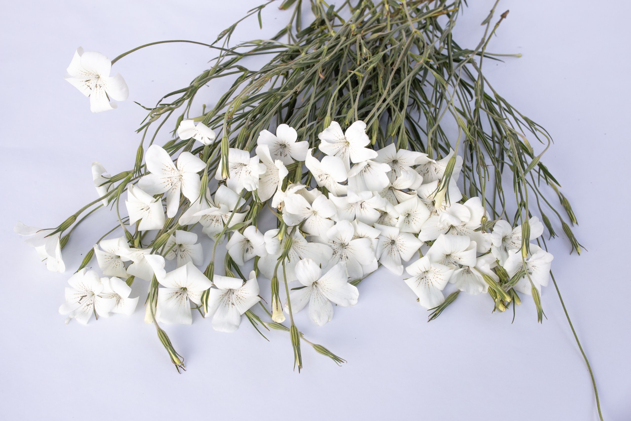 Semena Koukol polní Ocean Pearls · Loukykvět