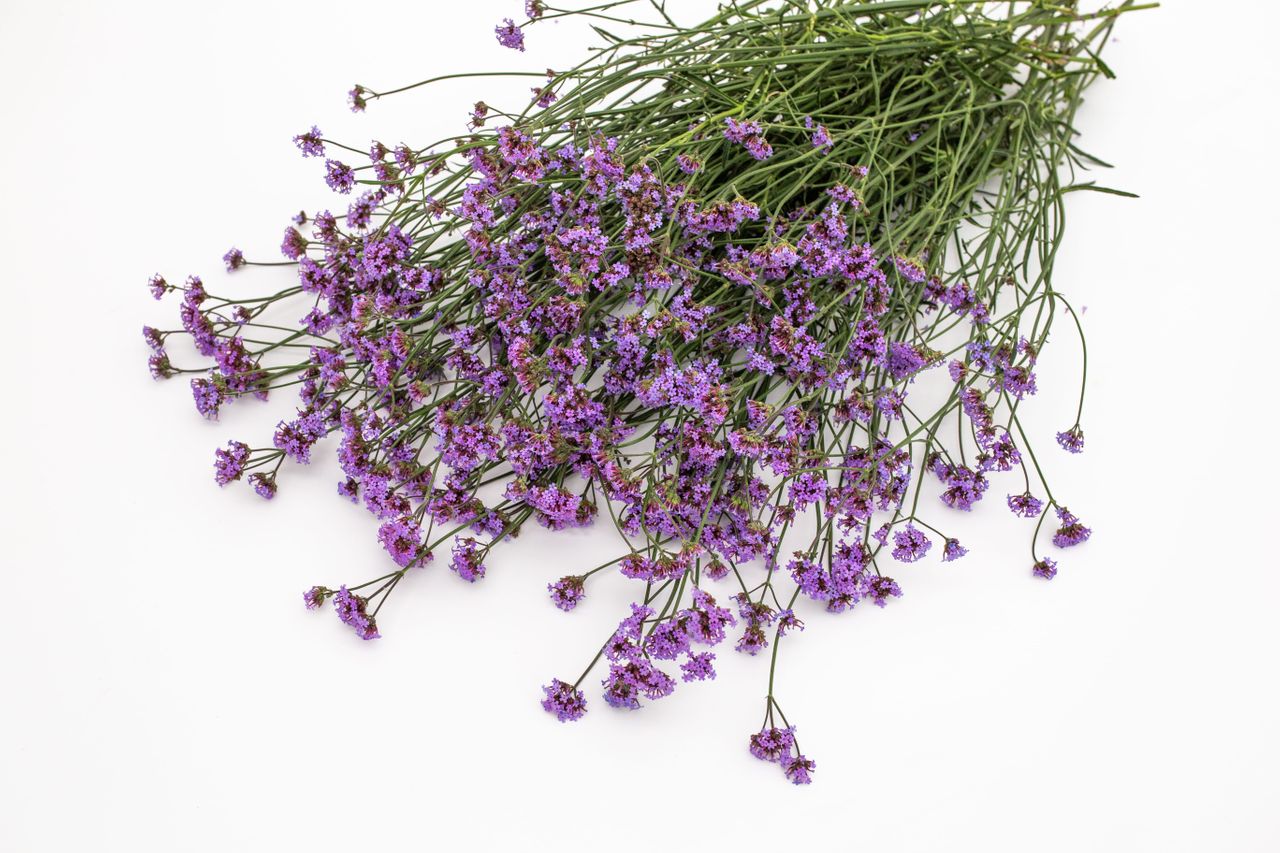 Semena Verbena Vanity · Loukykvět