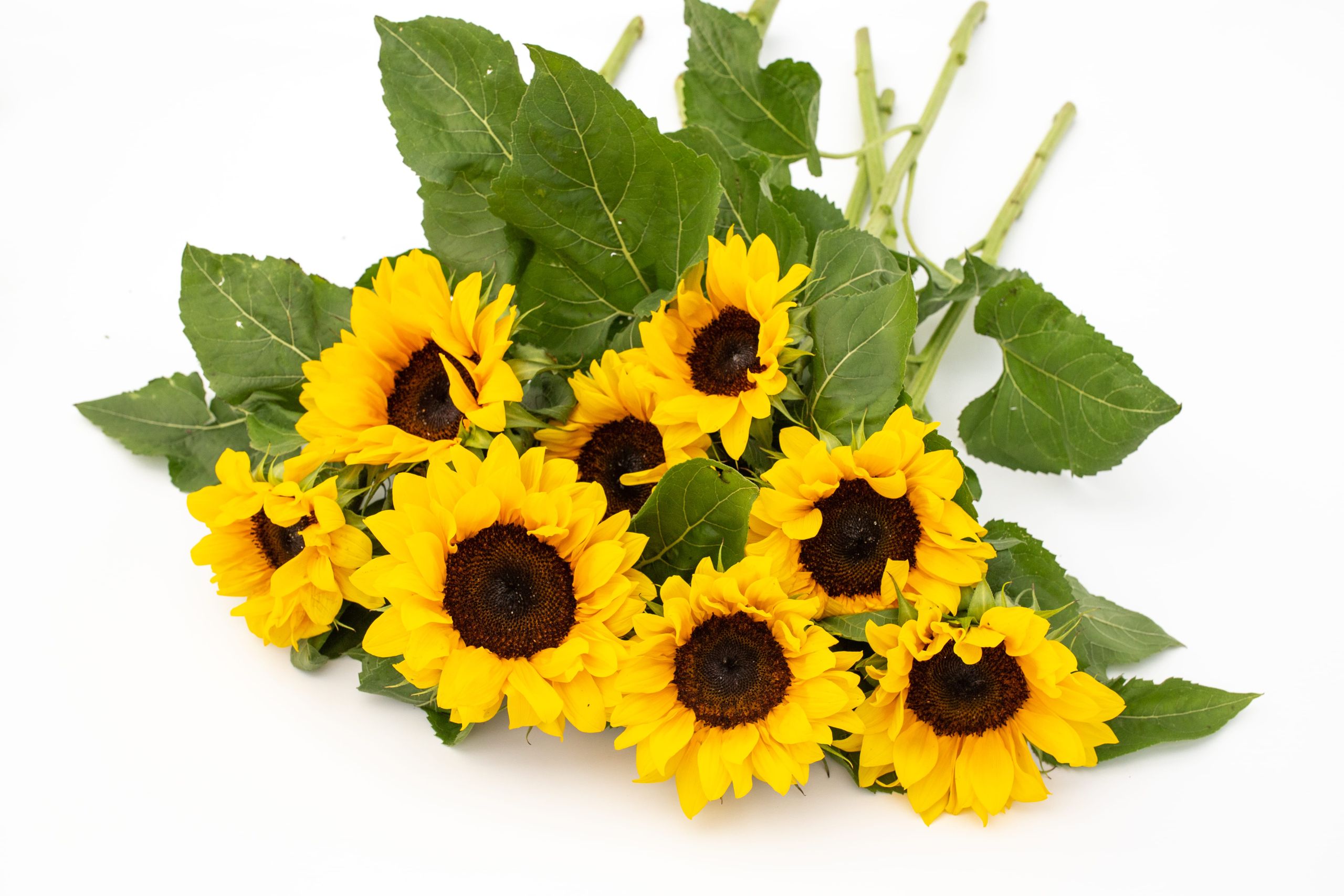 Semena Slunečnice ProCut Brilliance · Loukykvět