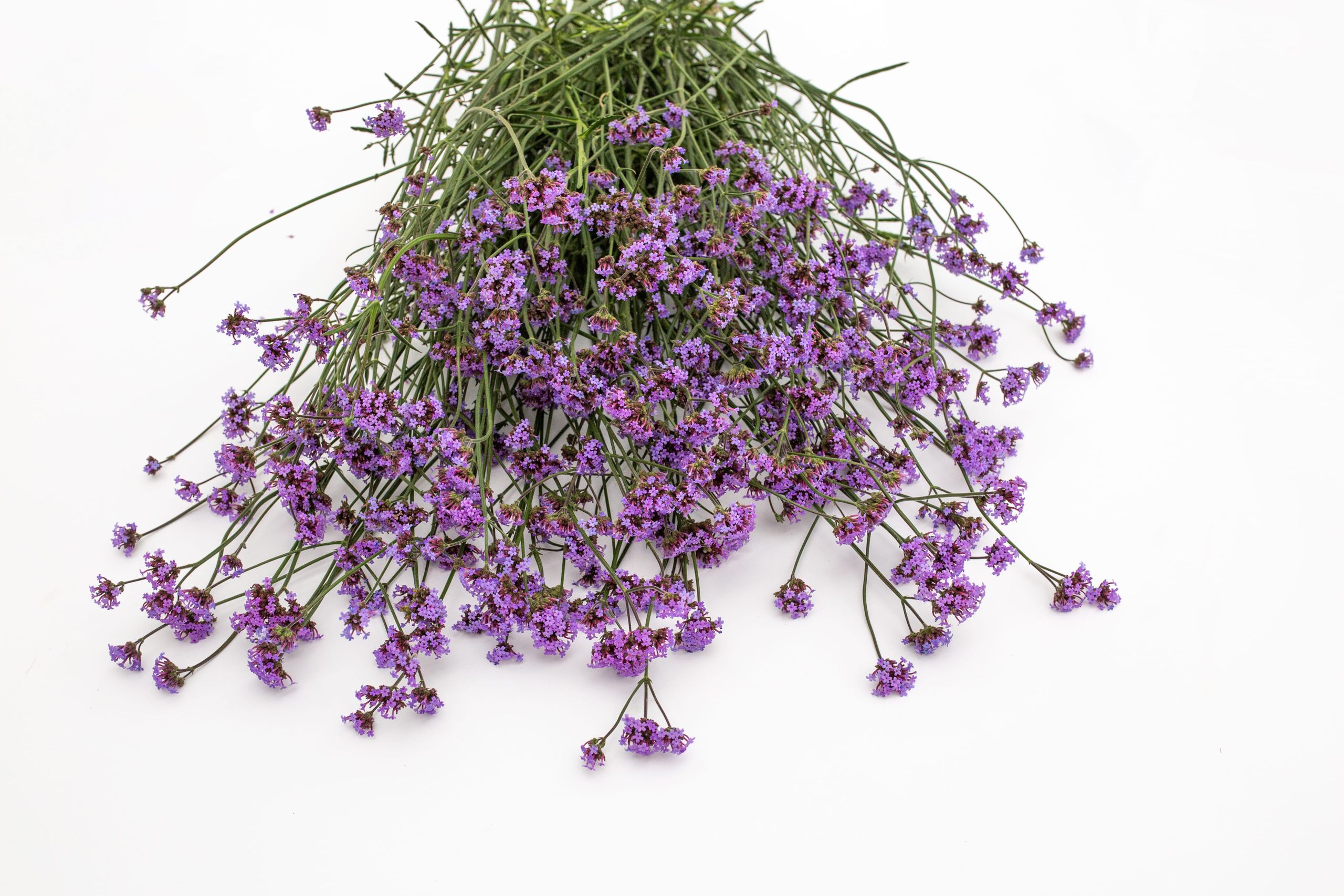 Semena Verbena Vanity · Loukykvět