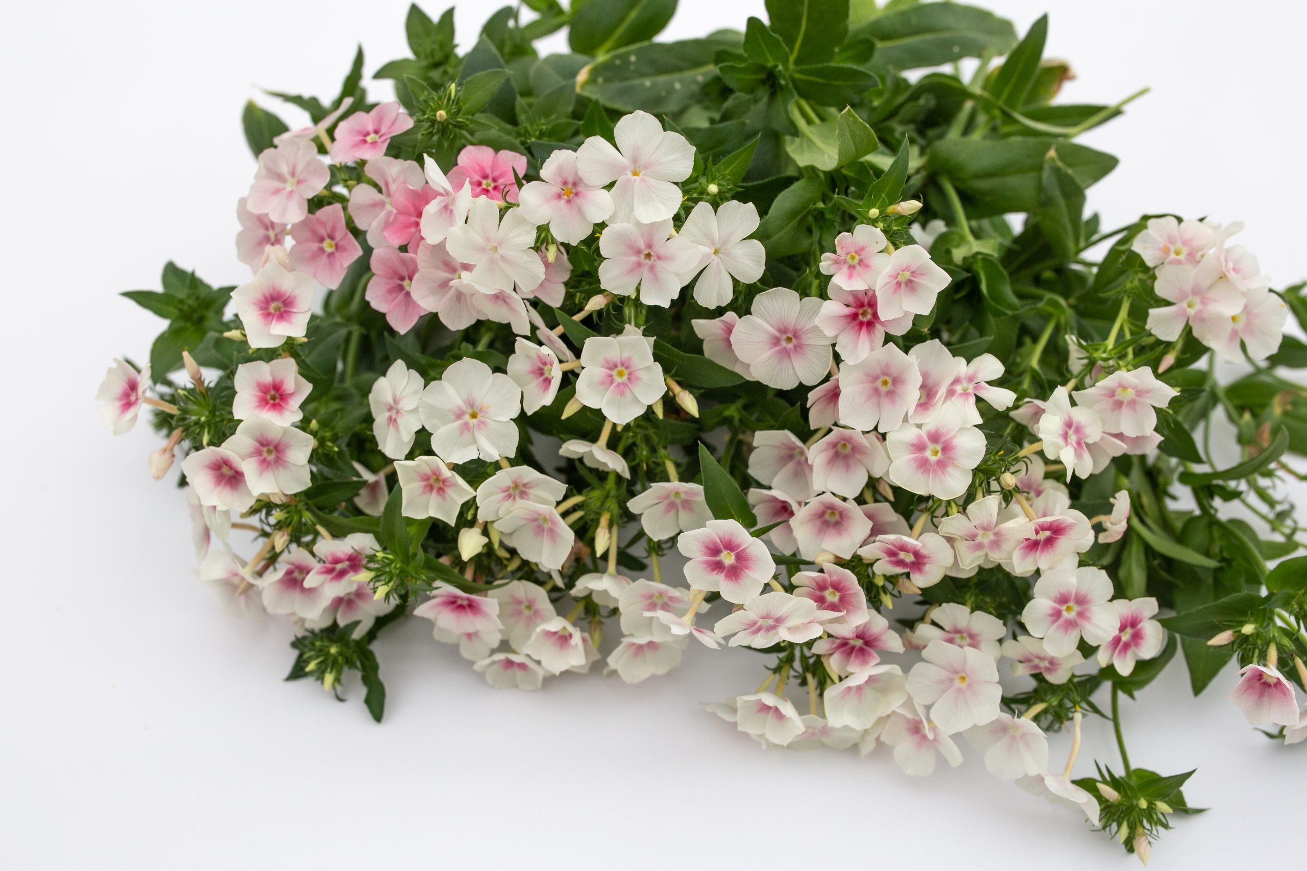 Semena Flox Blushing Bride · Loukykvět