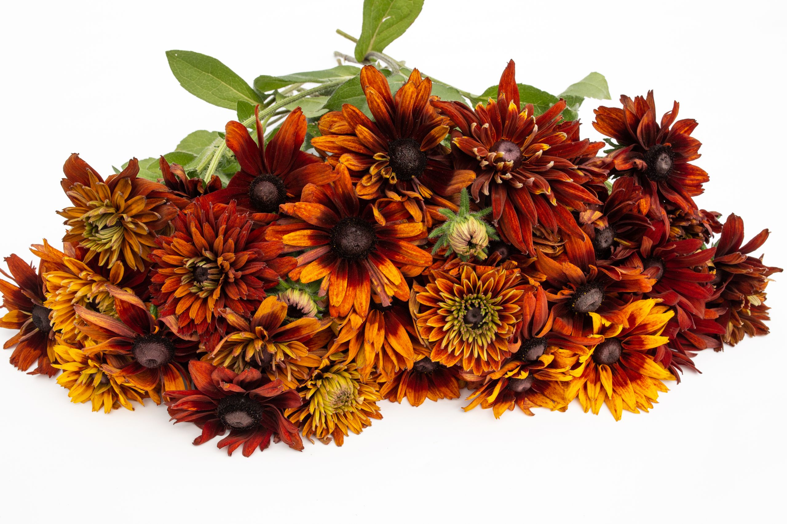 Semena Rudbékie Cherokee Sunset · Loukykvět