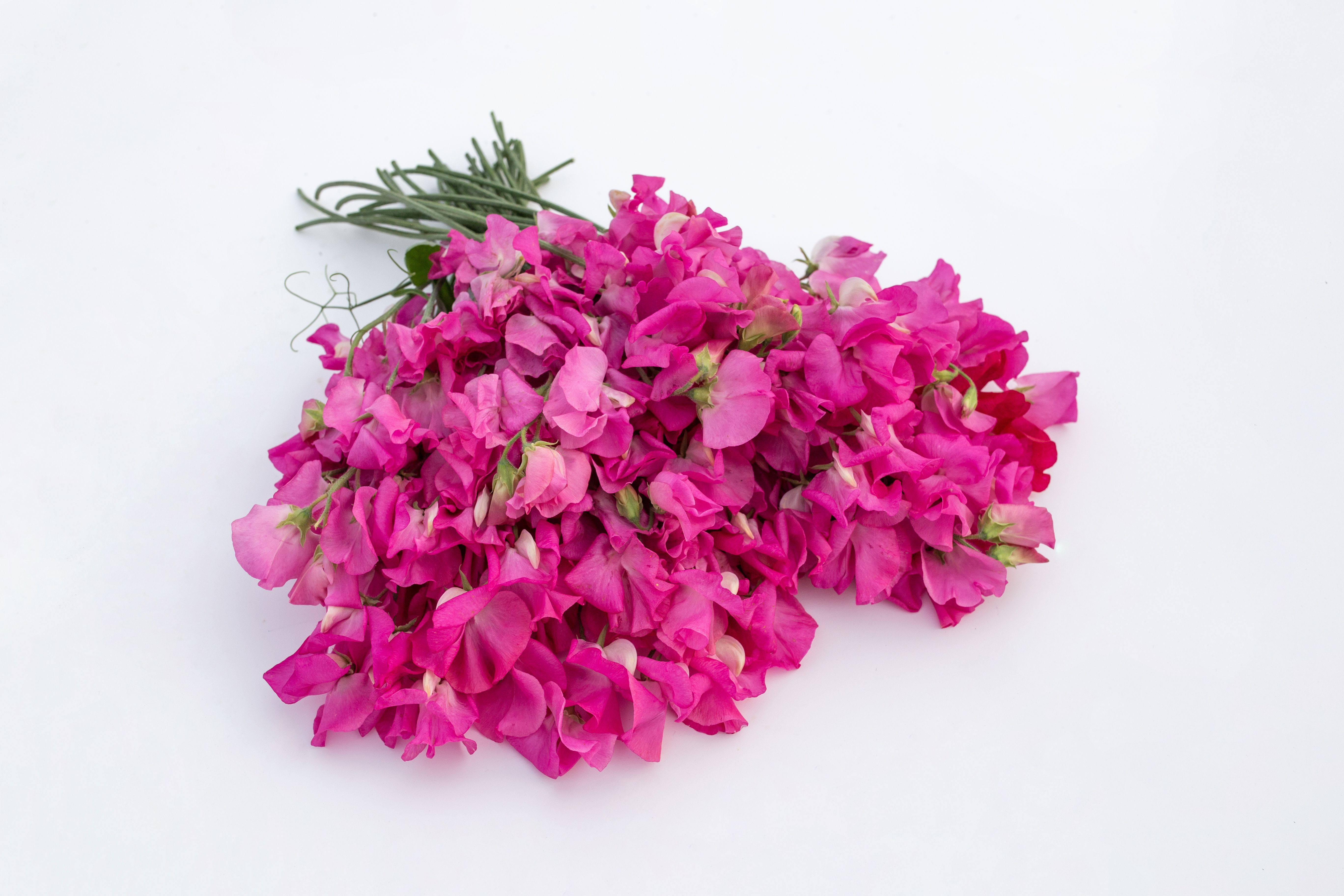 Semena Hrachor vonný Winter Sunshine Rose · Loukykvět