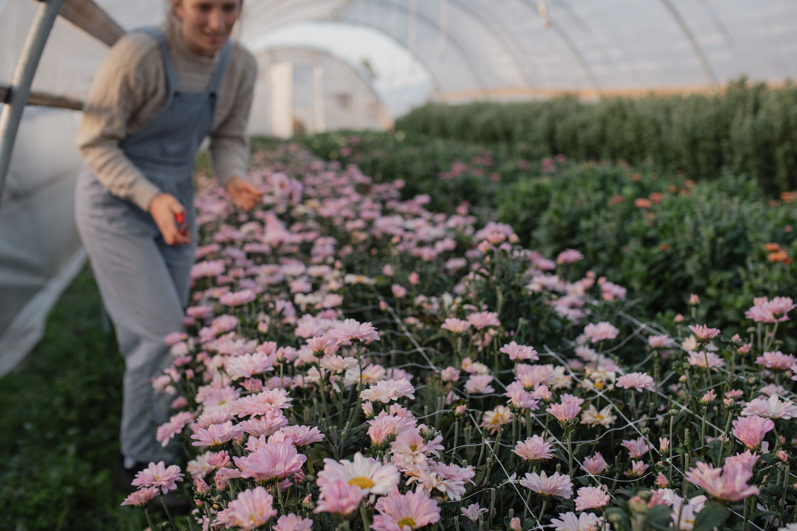 Chryzantéma Enbee Wedding Pink · Loukykvět