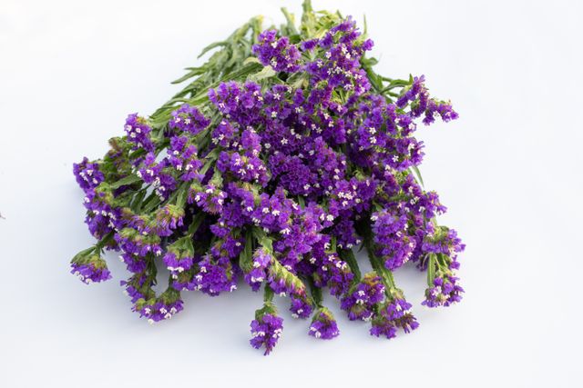 Statice · Sazenice · Obchod · Loukykvět