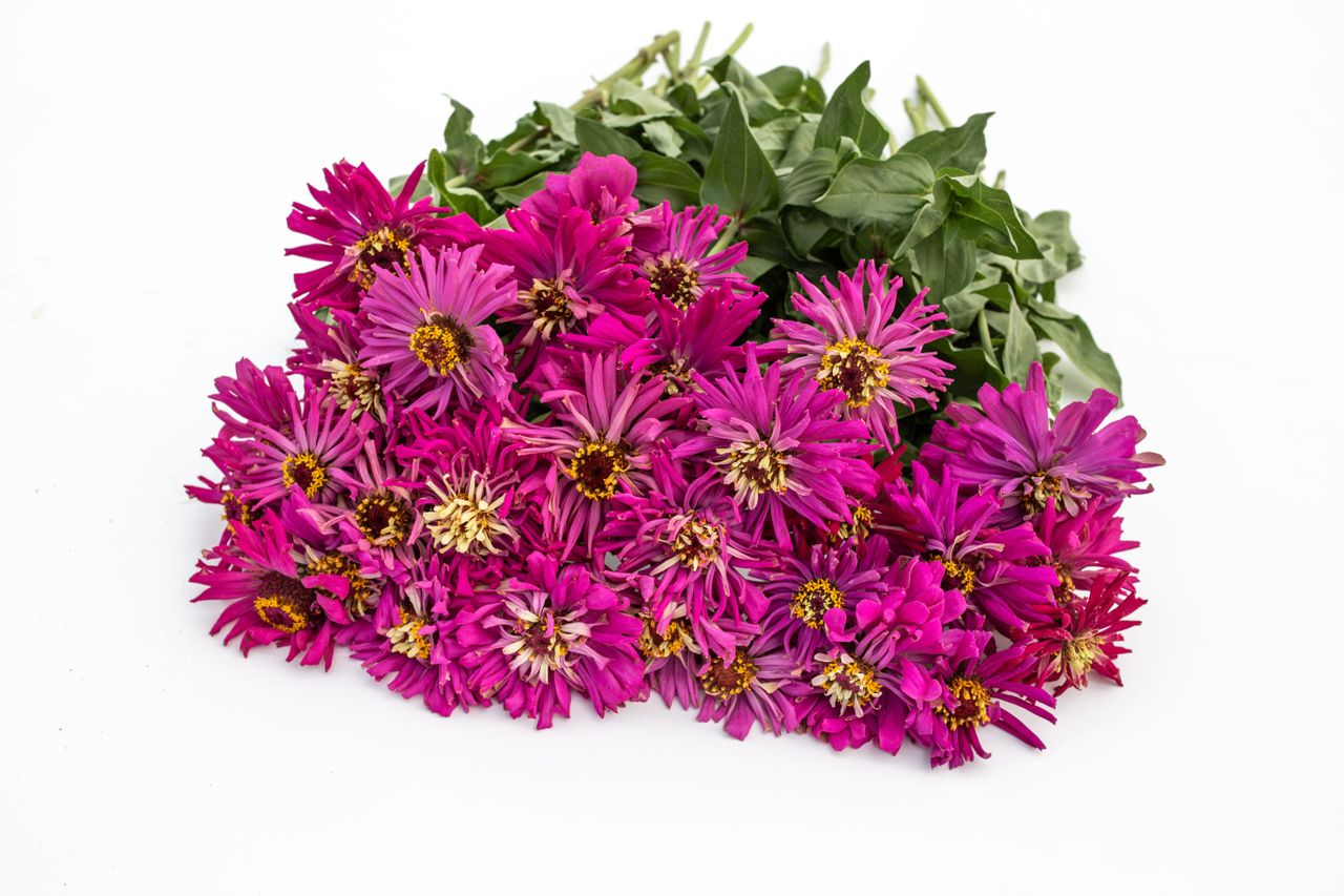 Semena Cínie Super Cactus Lilac Em­peror · Loukykvět