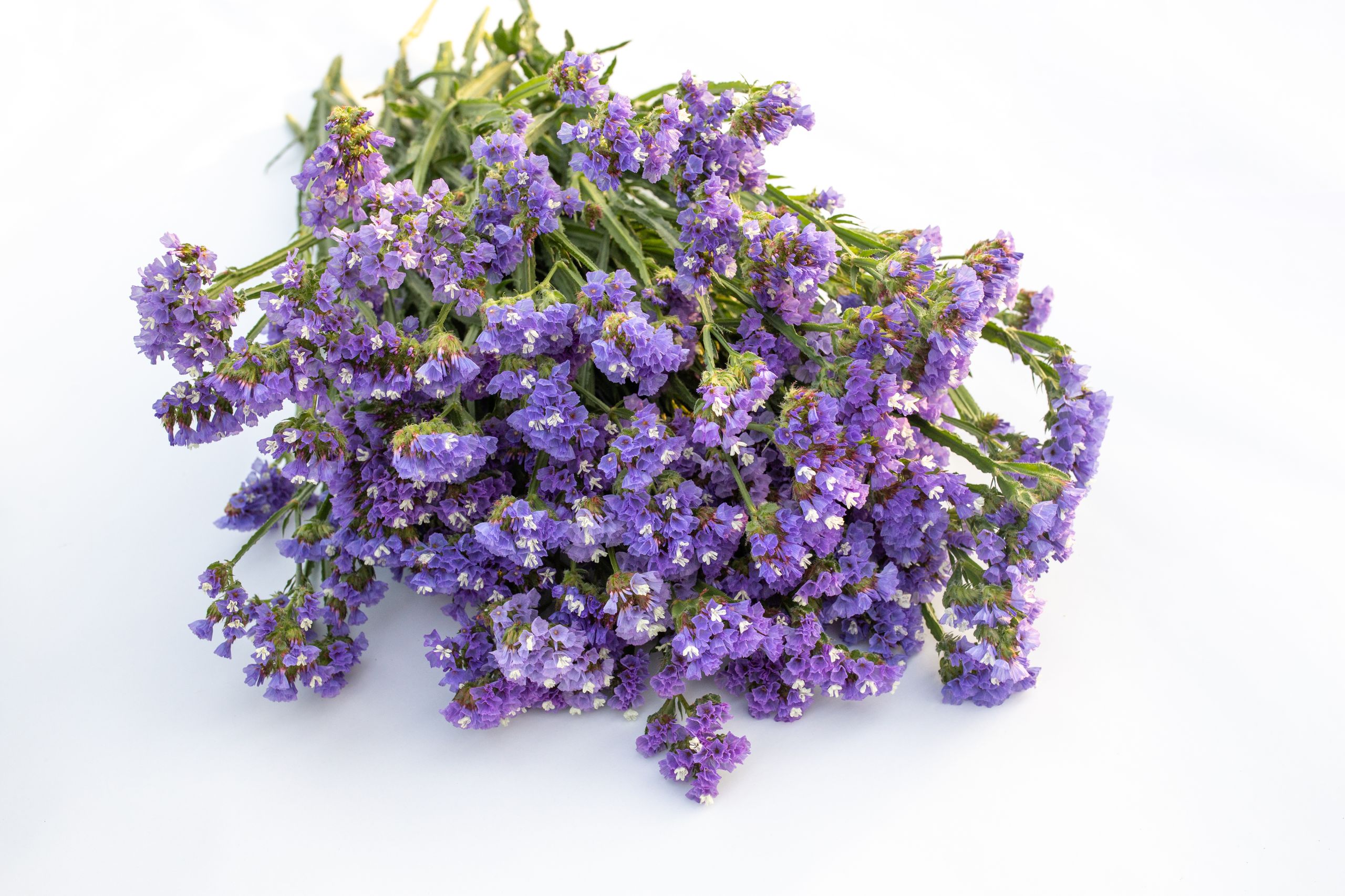 Semena Statice QIS Pale Blue · Loukykvět