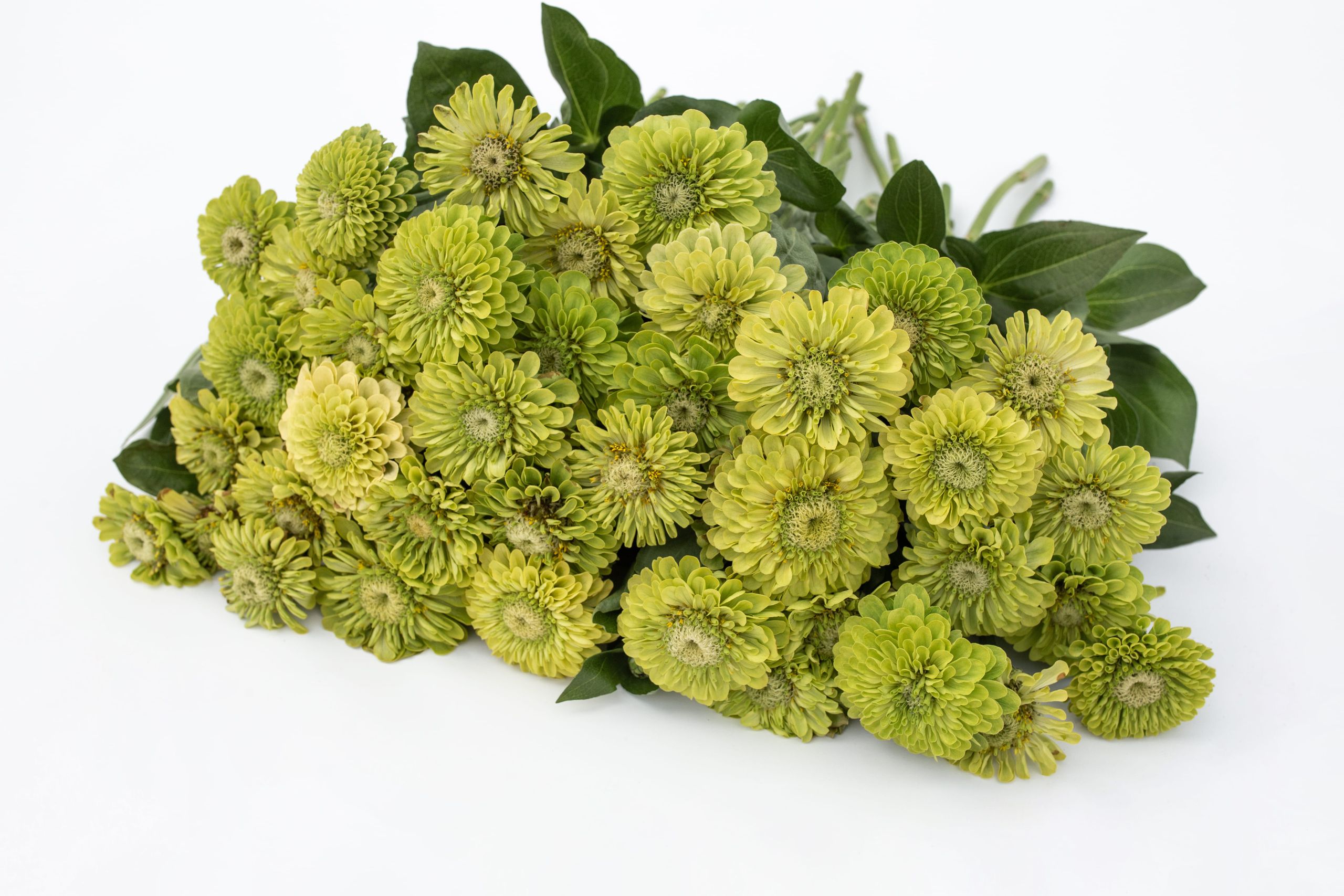 Semena Cínie Benary’s Giant Lime · Loukykvět
