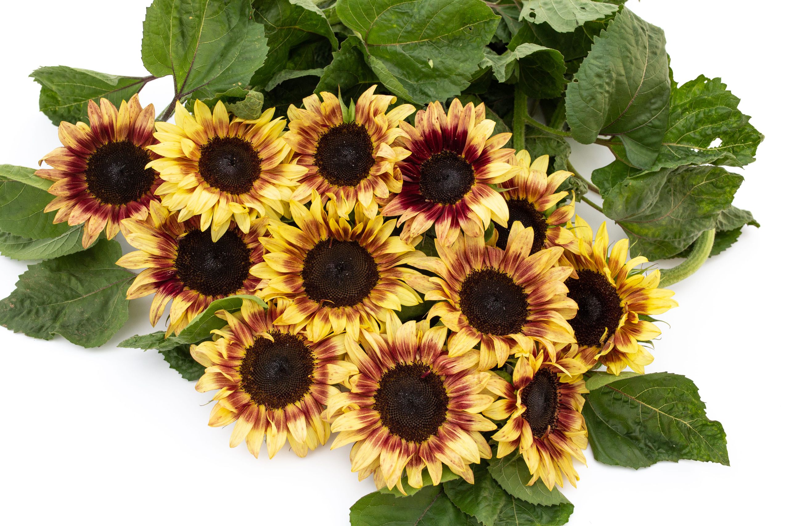 Semena Slunečnice ProCut Red Lemon BiColor · Loukykvět