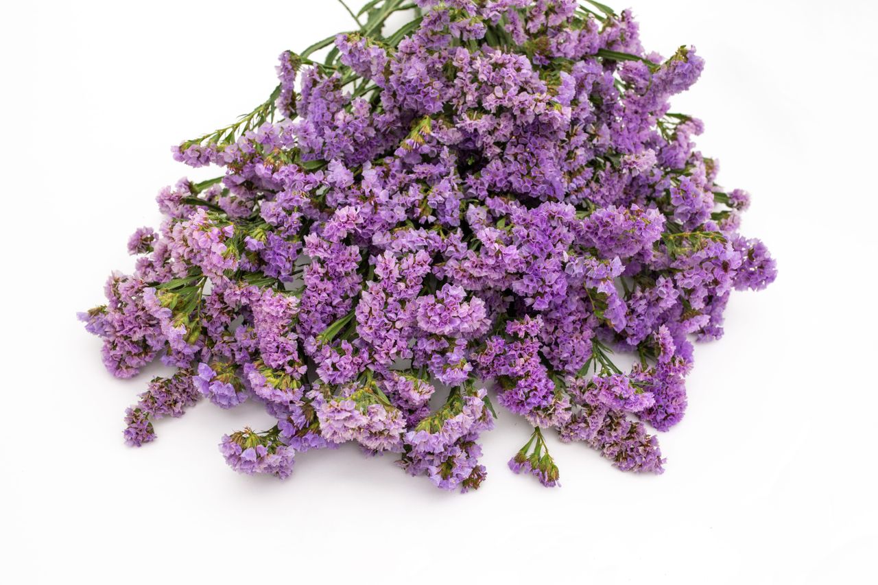 Semena Statice QIS Lavender · Loukykvět