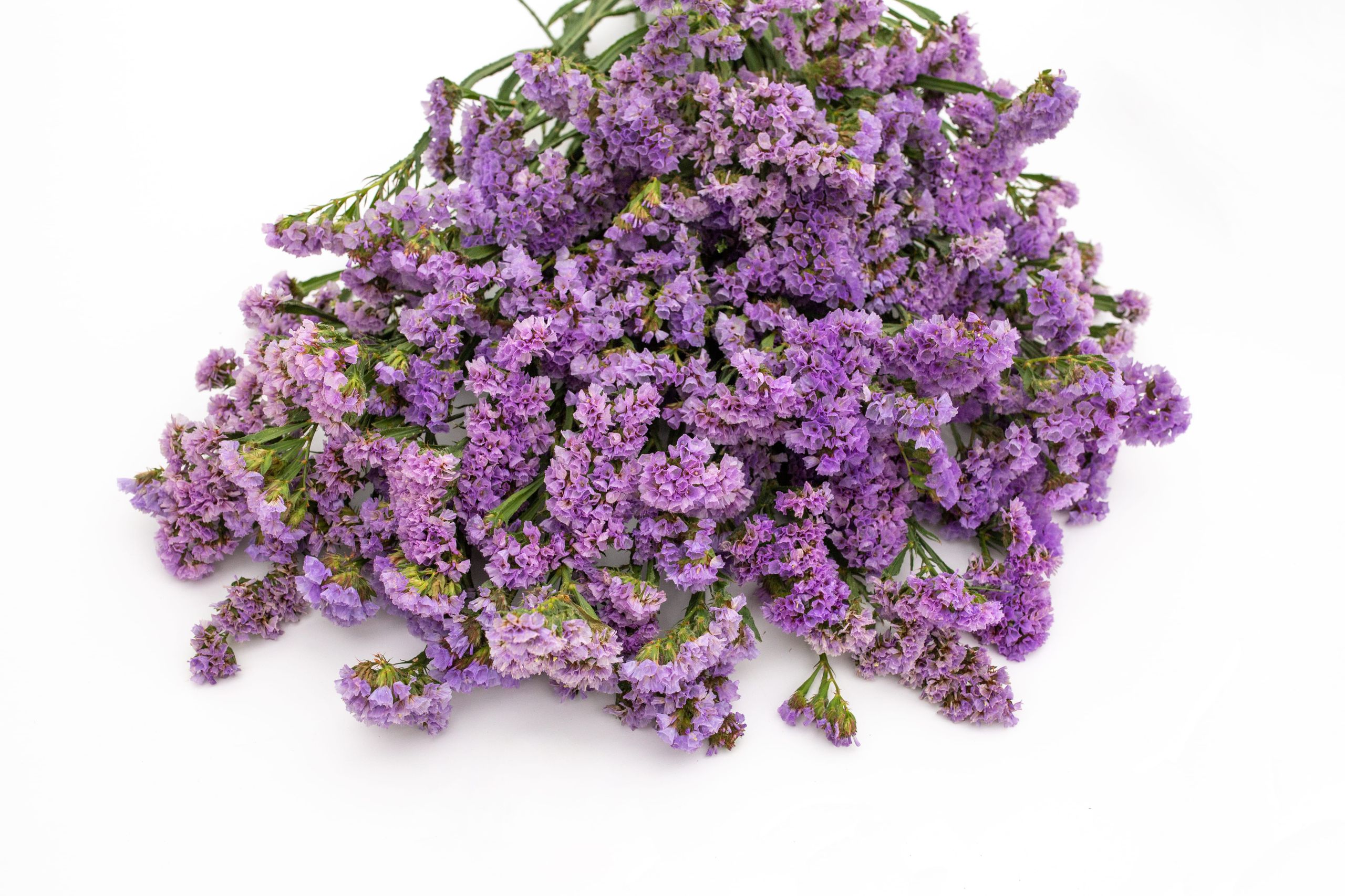 Semena Statice QIS Lavender · Loukykvět