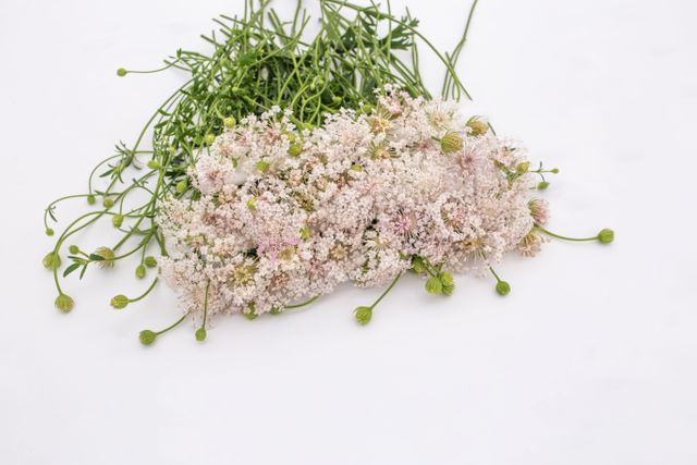 Semena Didiscus Lacy Pink · Loukykvět