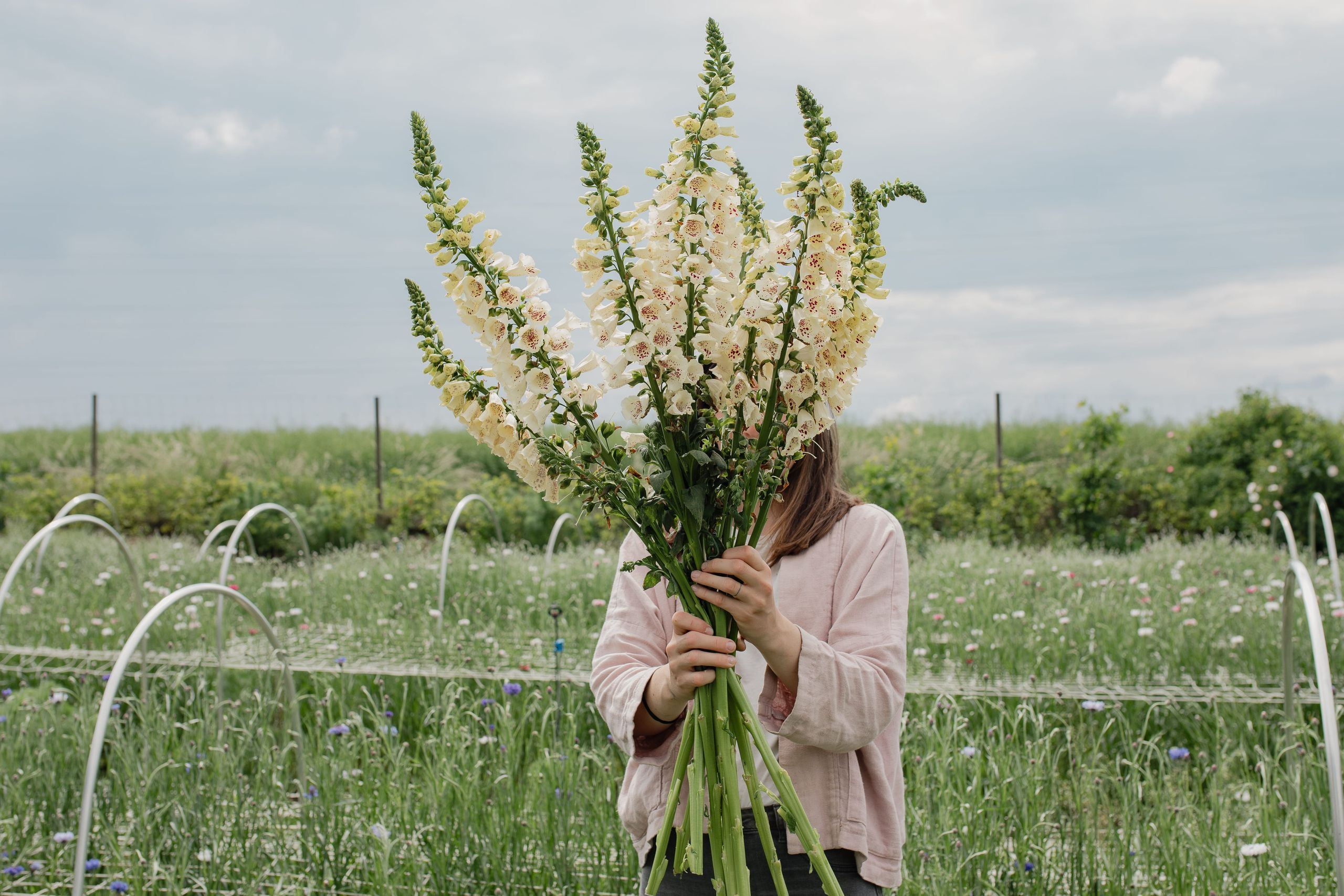 Náprstník Camelot Cream · Loukykvět