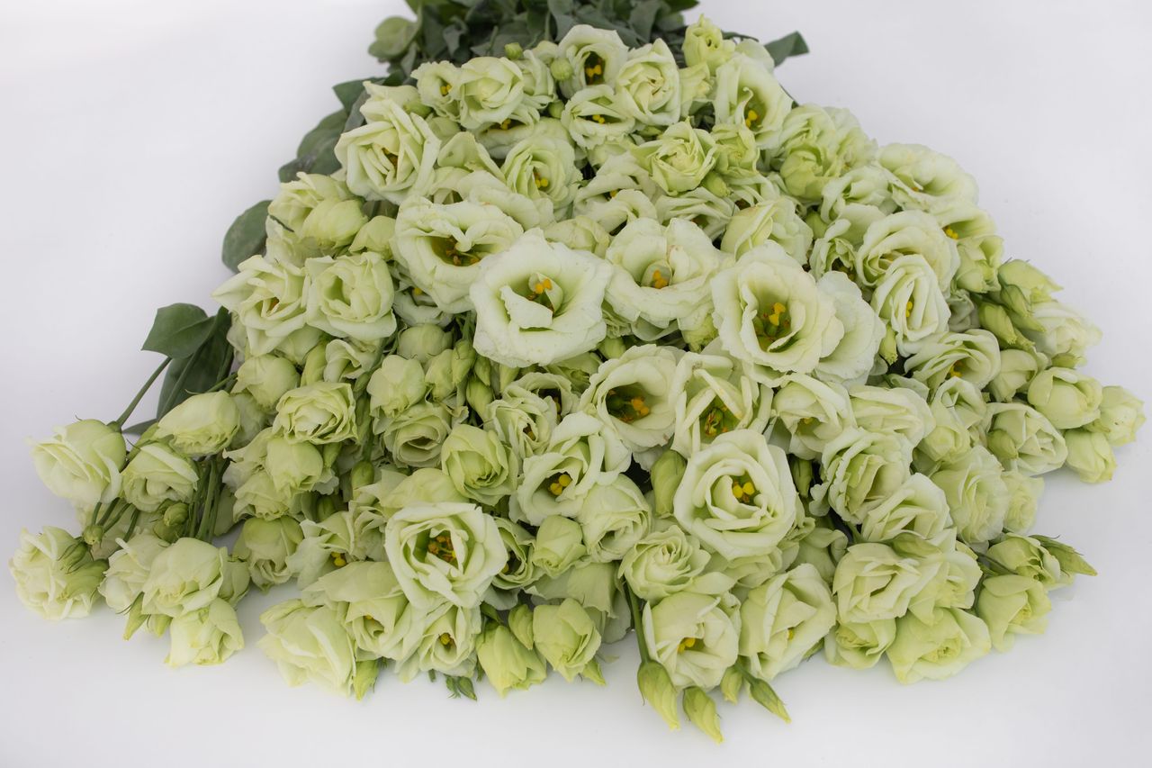 Semena Eustoma Rosita 2 Green · Loukykvět