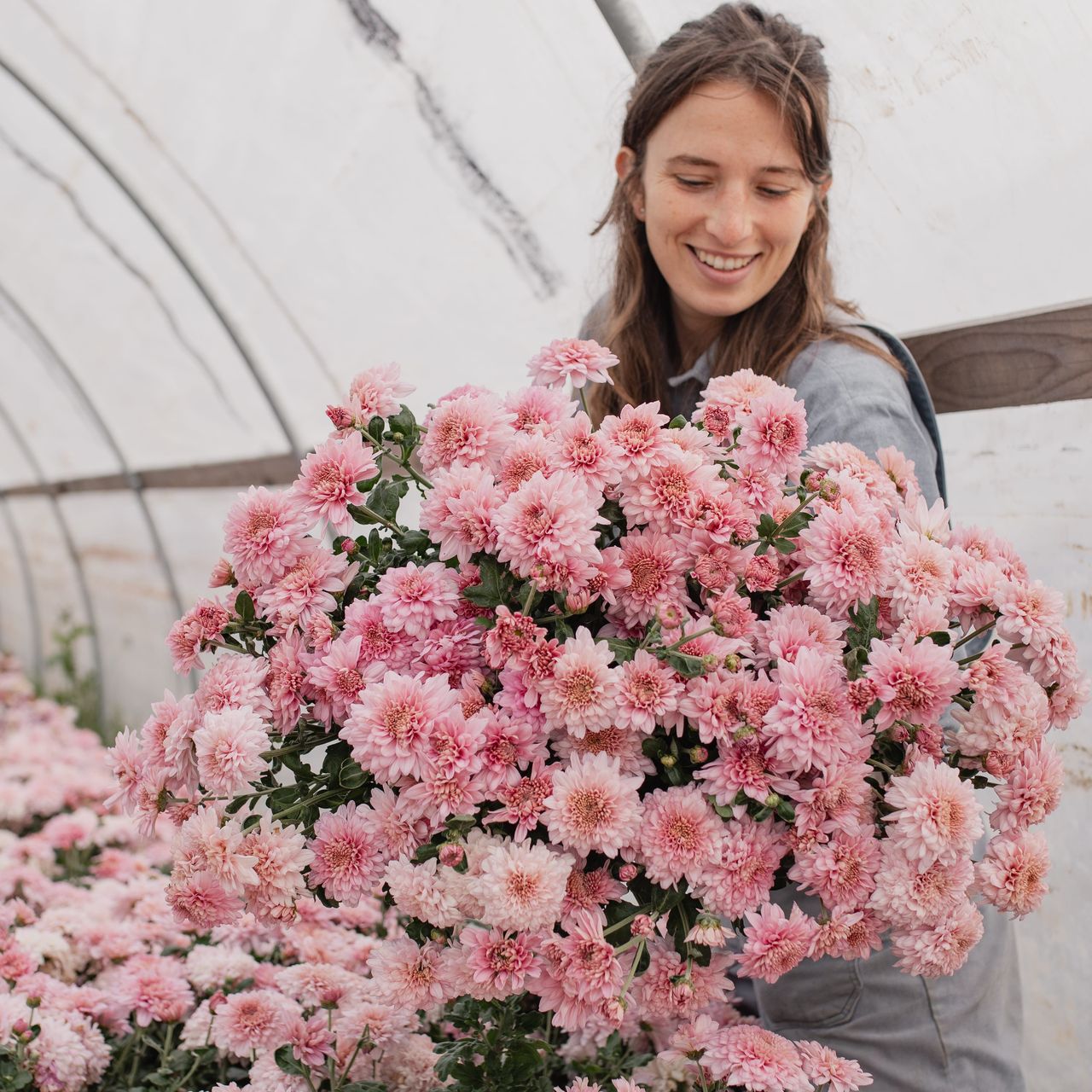 Chryzantéma Gompie Pink · Loukykvět
