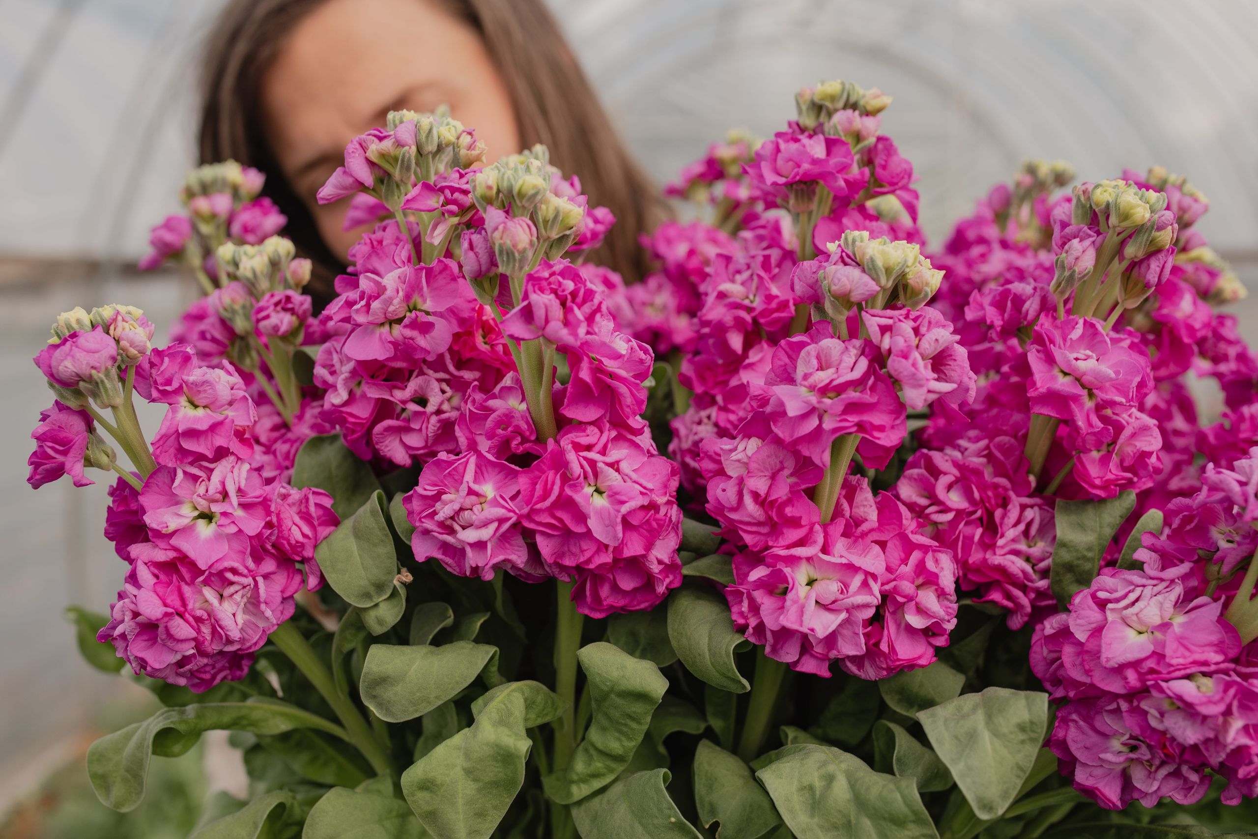 Semena Fiala StoX Deep Rose · Loukykvět