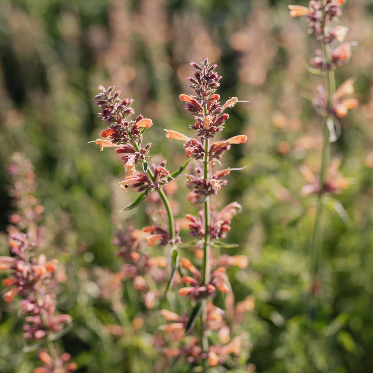 Agastache Kolibri · Loukykvět
