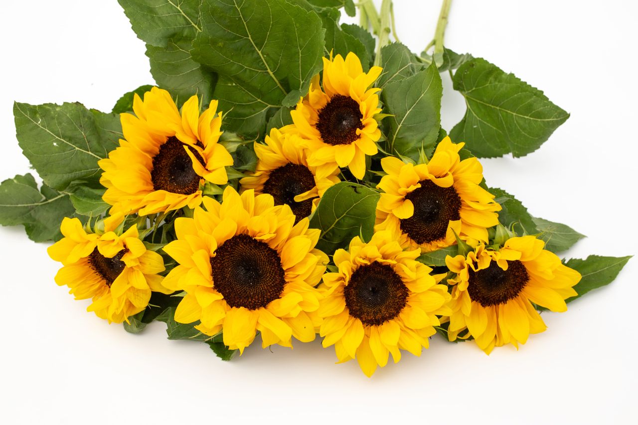 Semena Slunečnice ProCut Brilliance · Loukykvět