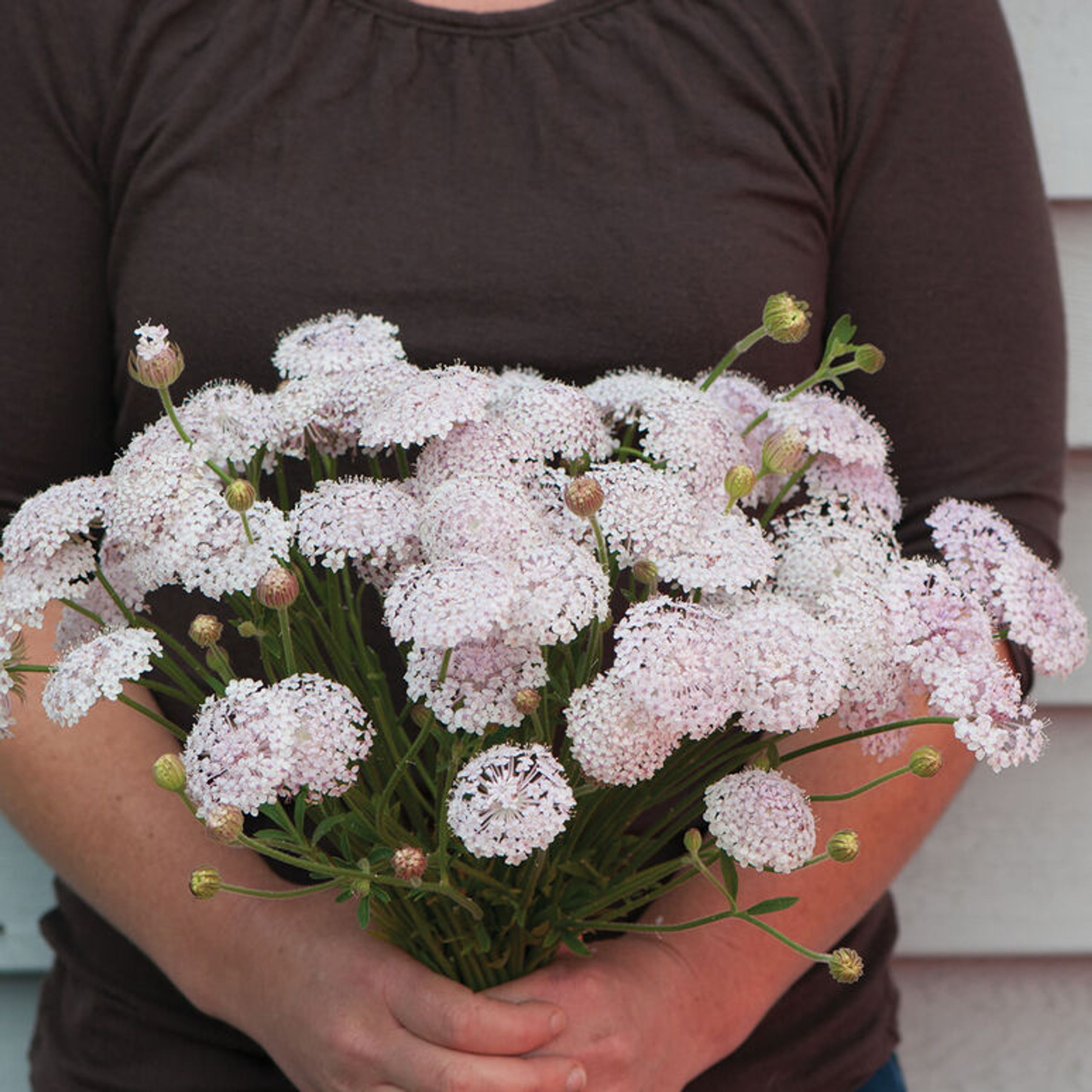 Didiscus Lacy Pink · Loukykvět