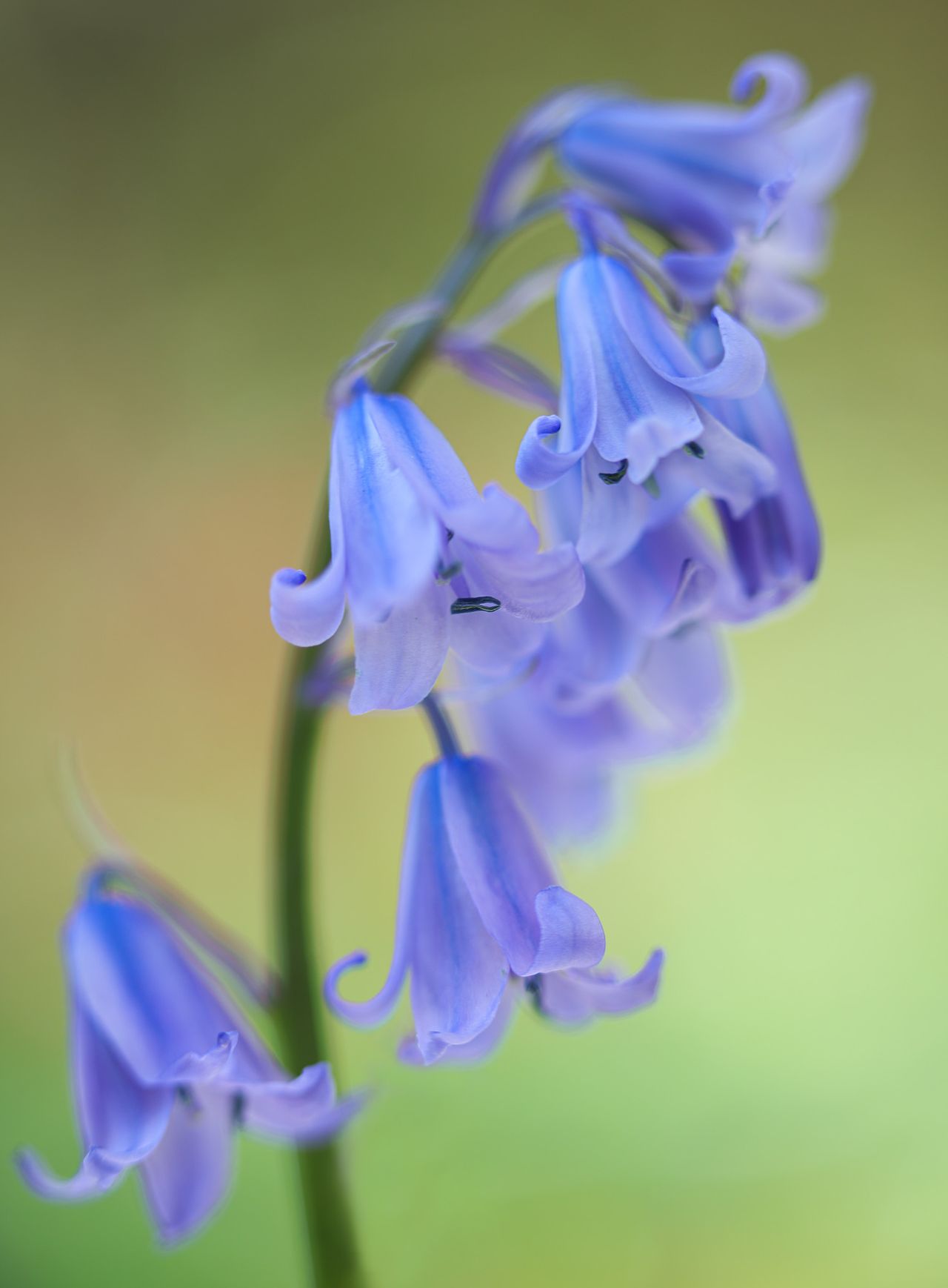 Hyacintovec španělský · Loukykvět