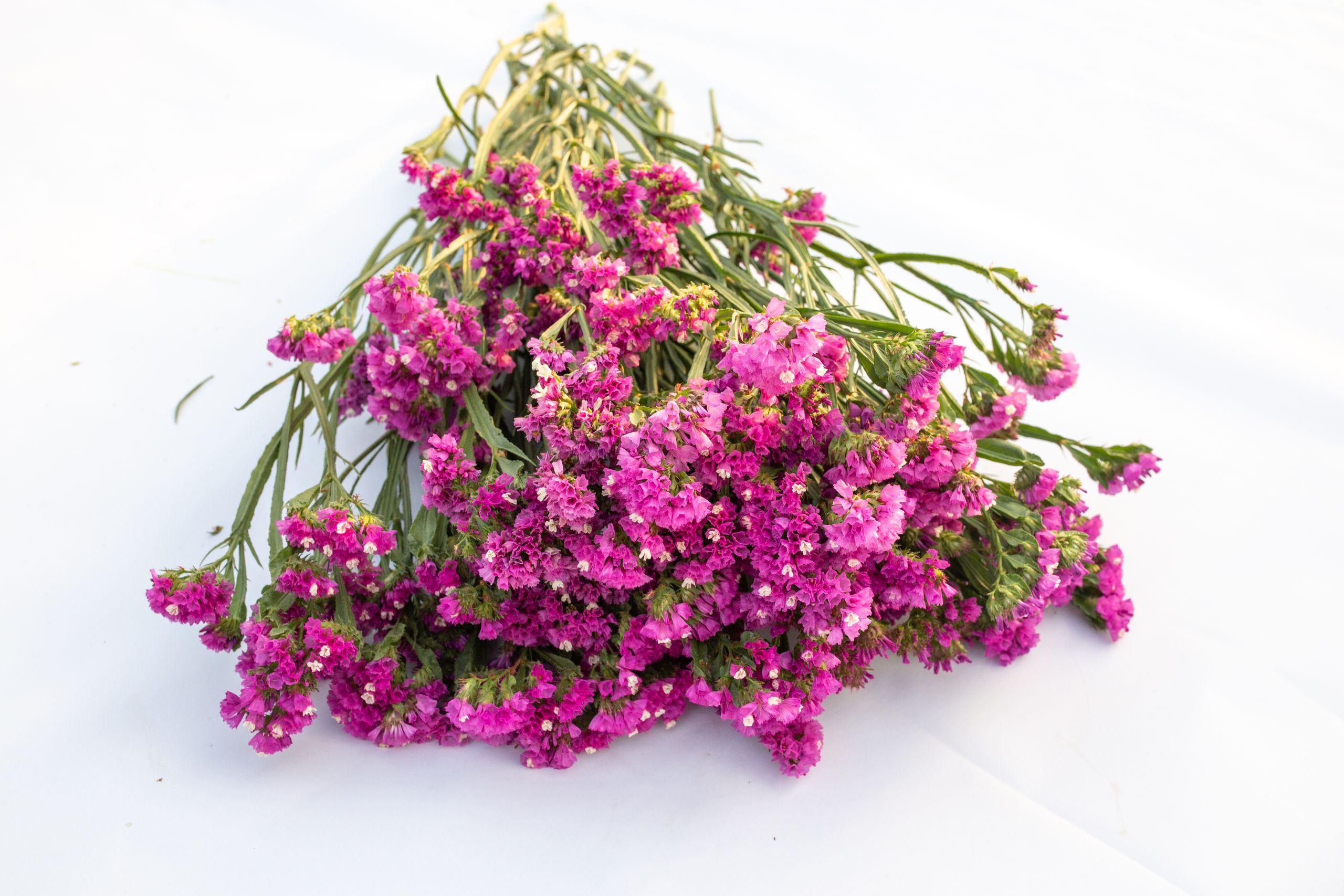 Semena Statice QIS Rose · Loukykvět