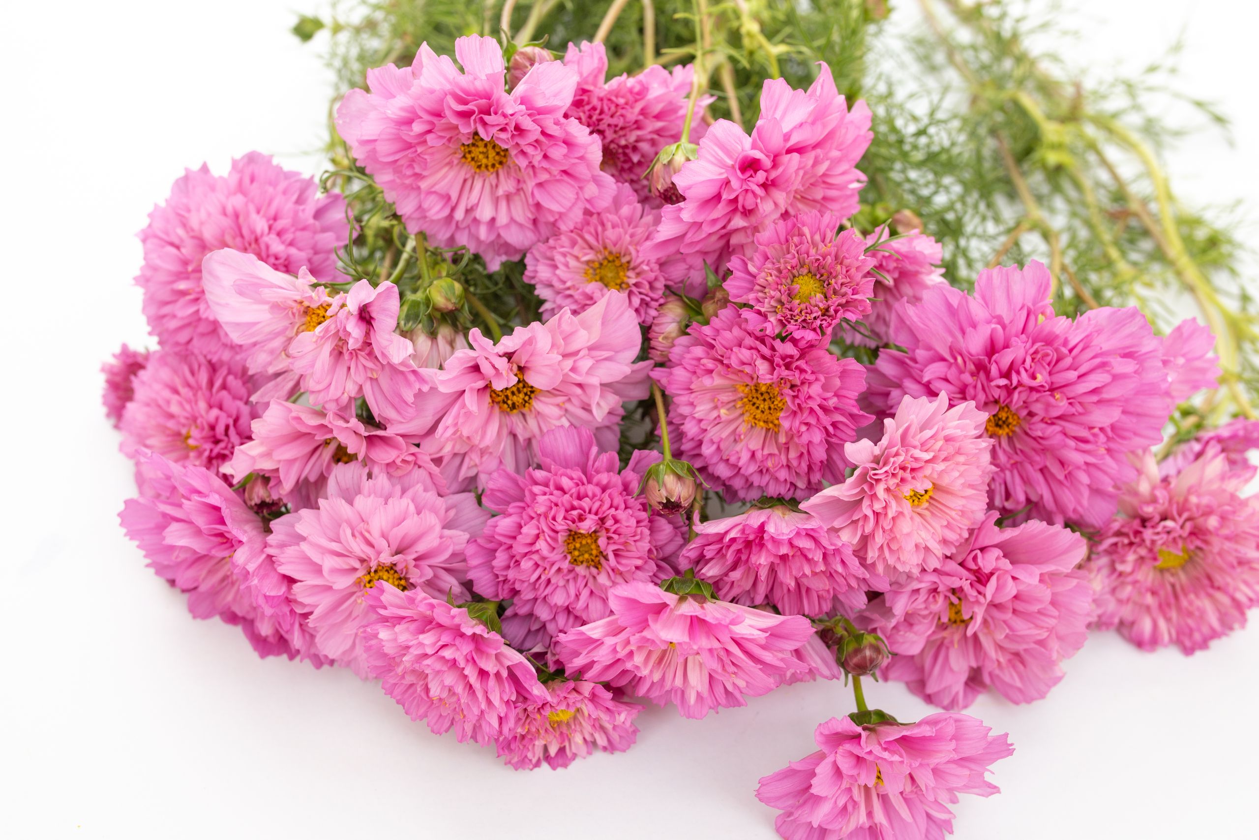 Semena Krásenka Double Click Rose BonBon · Loukykvět