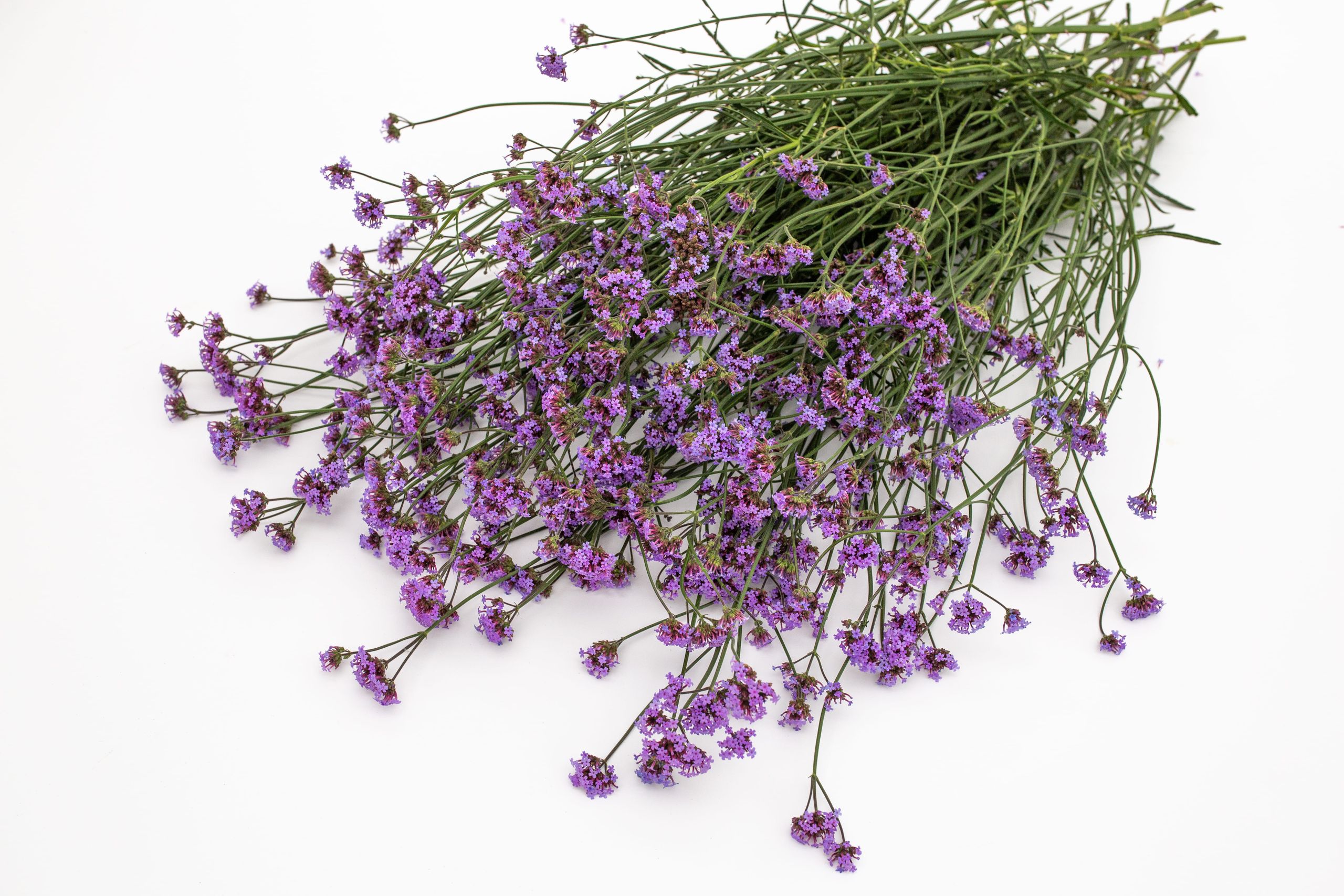 Semena Verbena Vanity · Loukykvět