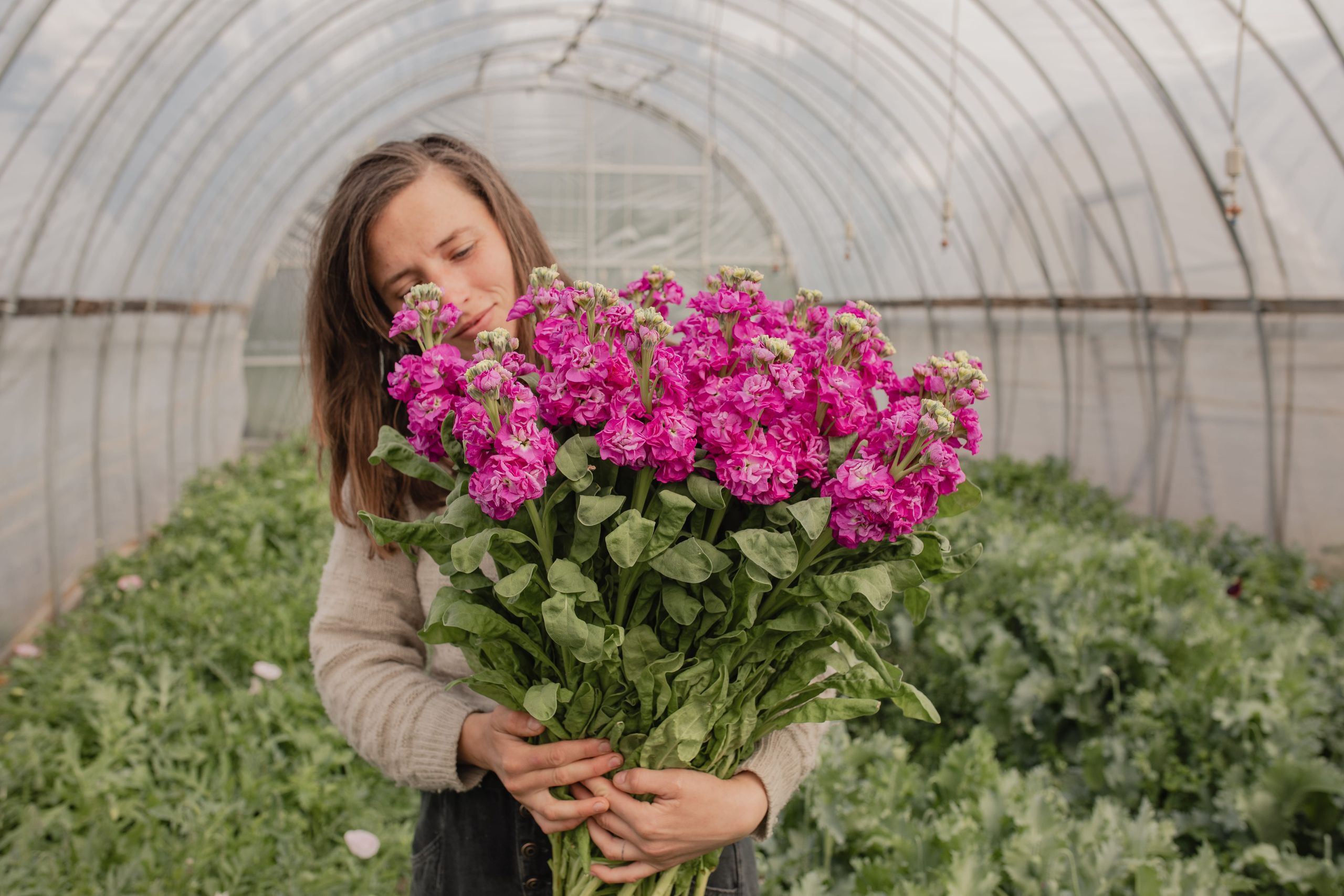 Semena Fiala StoX Deep Rose · Loukykvět