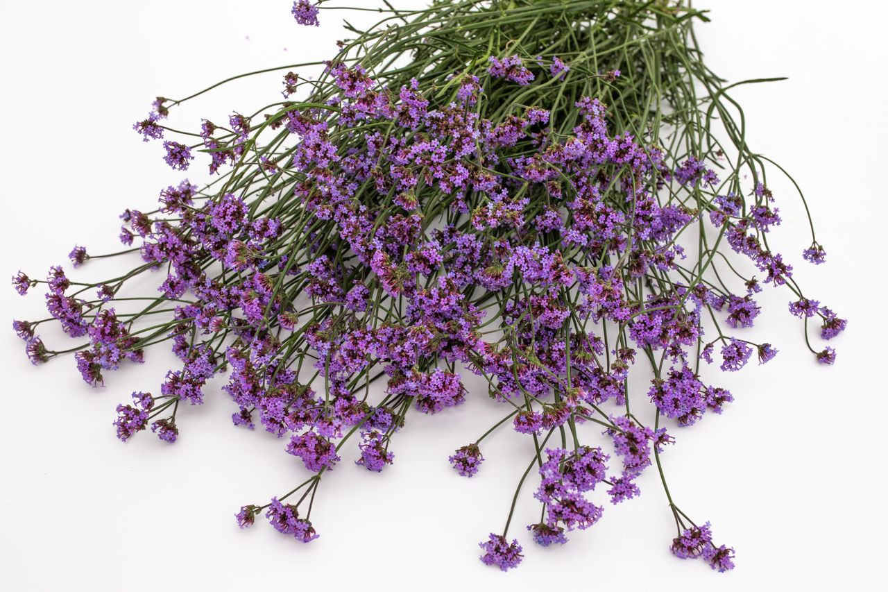 Semena Verbena Vanity · Loukykvět