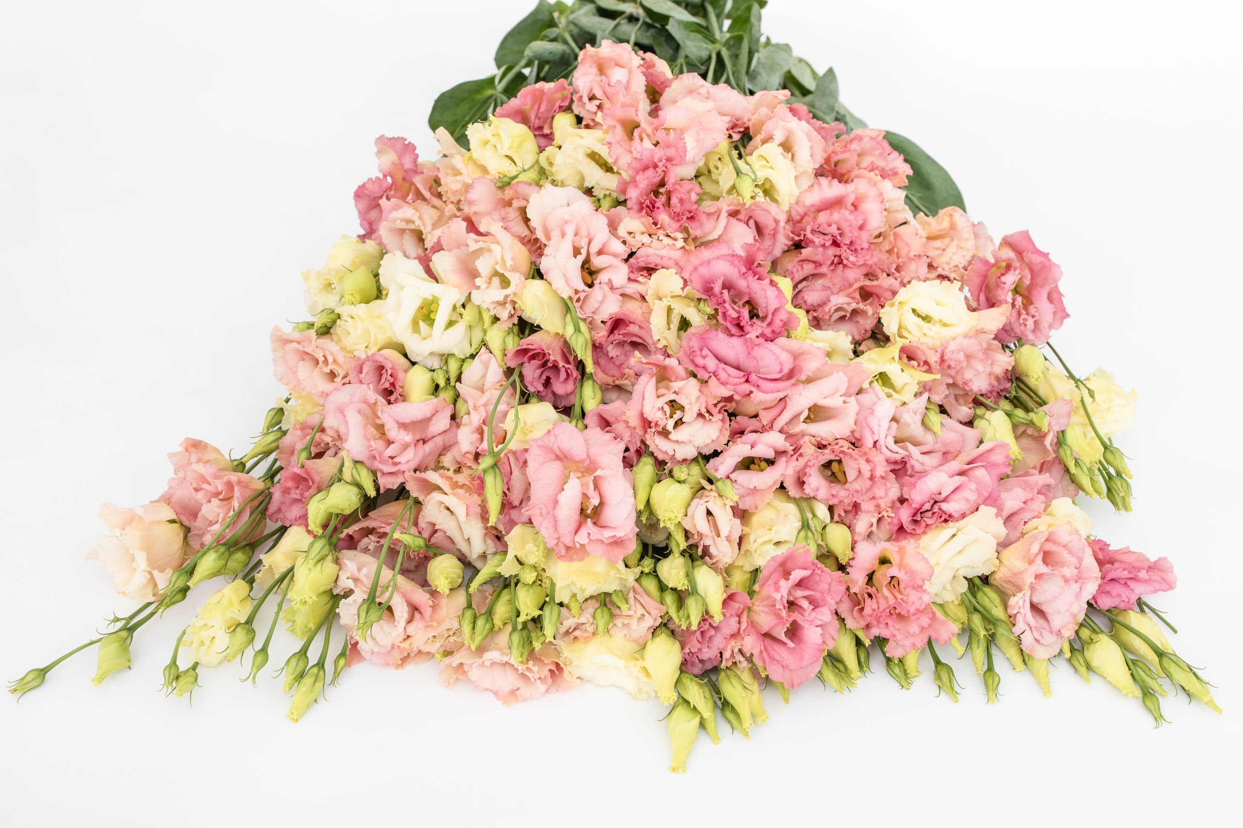 Semena Eustoma Alissa 2 Champagne · Loukykvět