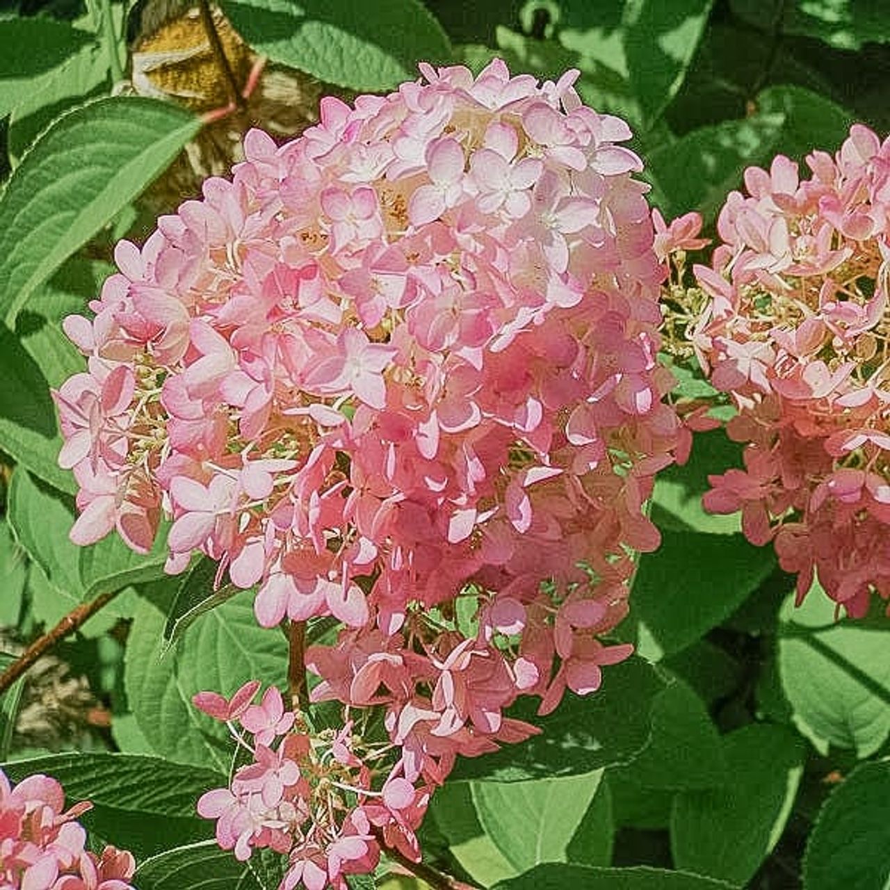Hortenzie latnatá Phantom · Loukykvět