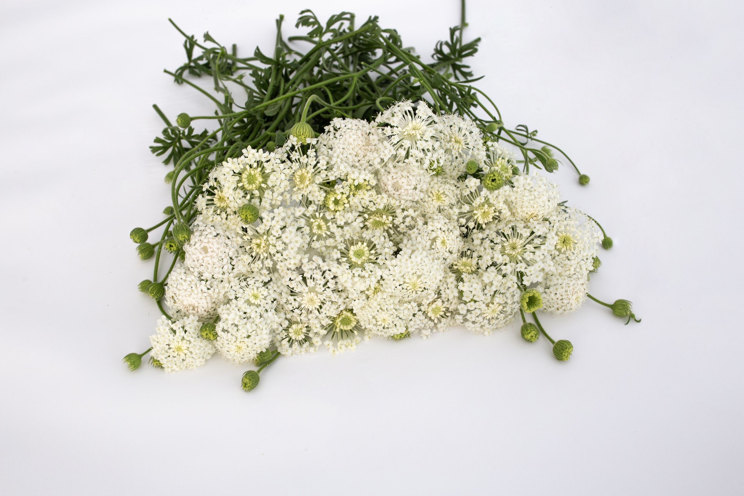 Semena Didiscus Lacy White · Loukykvět