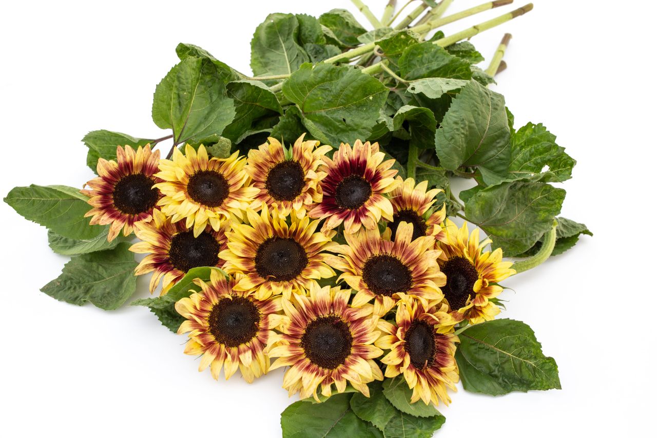 Semena Slunečnice ProCut Red Lemon BiColor · Loukykvět