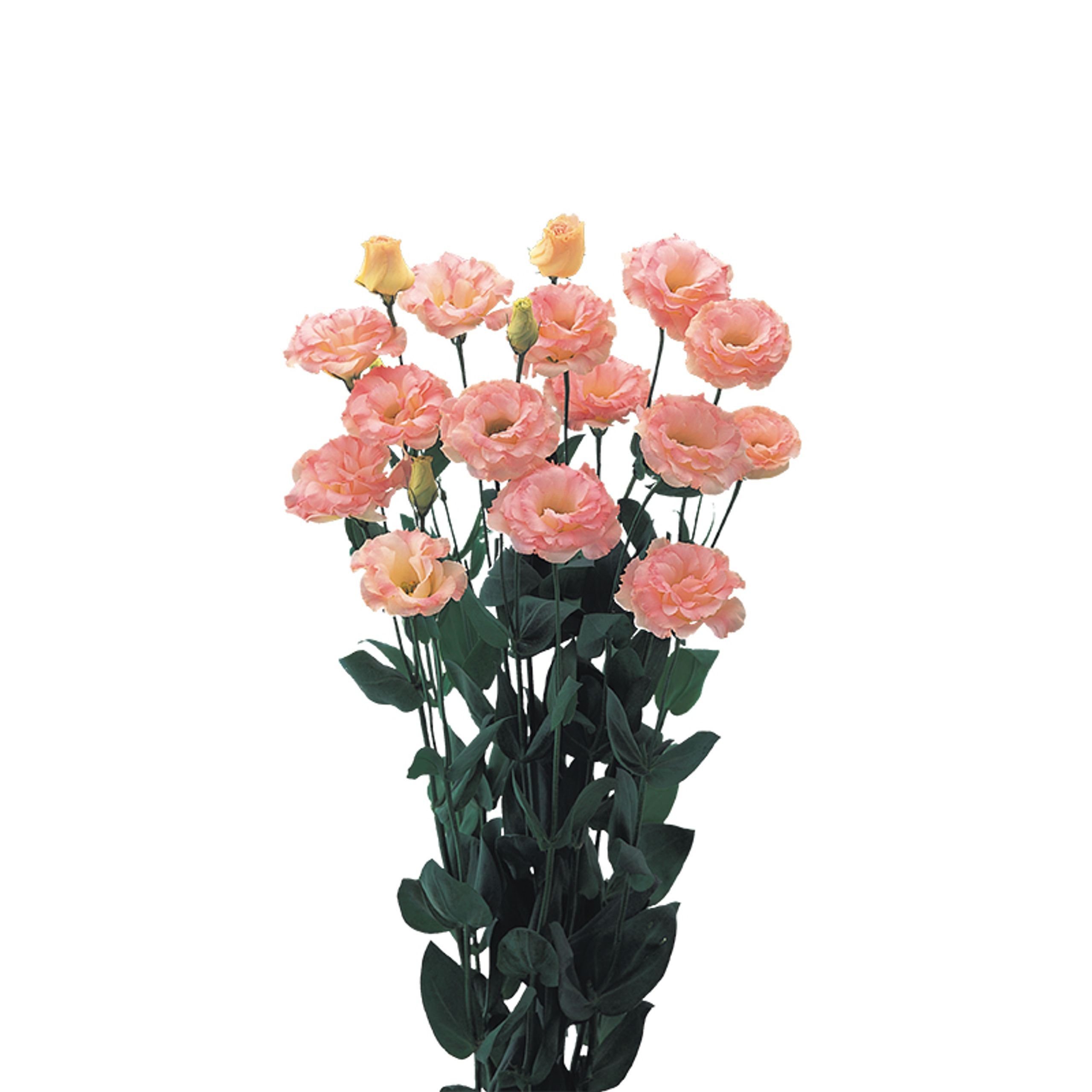 Eustoma Arena 3 Champagne · Loukykvět