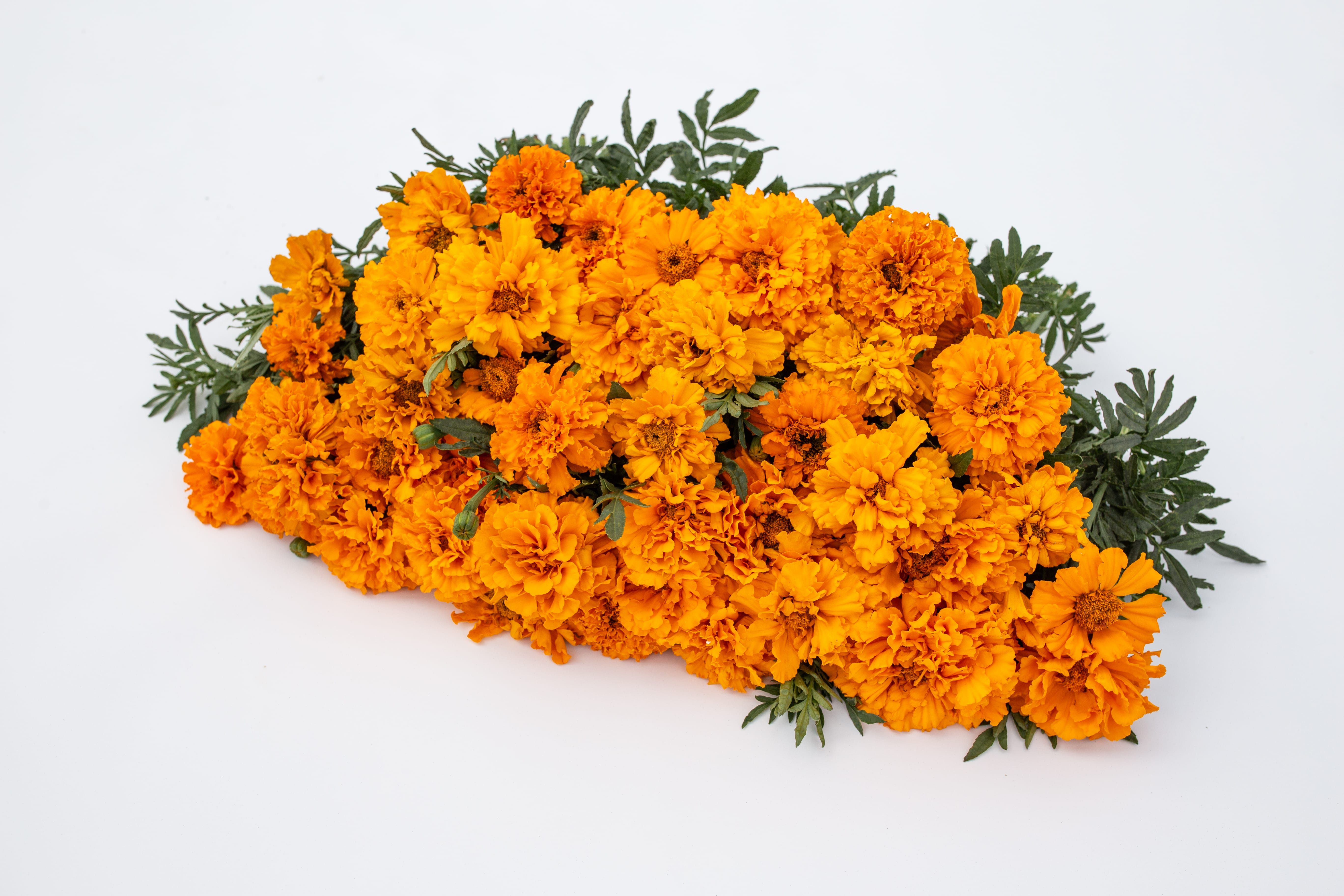 Semena Afrikán Imperiale Orange · Loukykvět