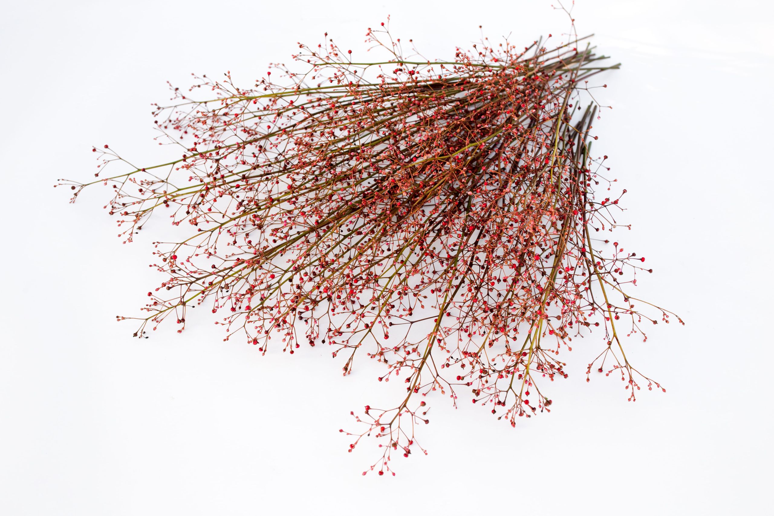 Semena Talinum latnaté Jewels of Opar · Loukykvět