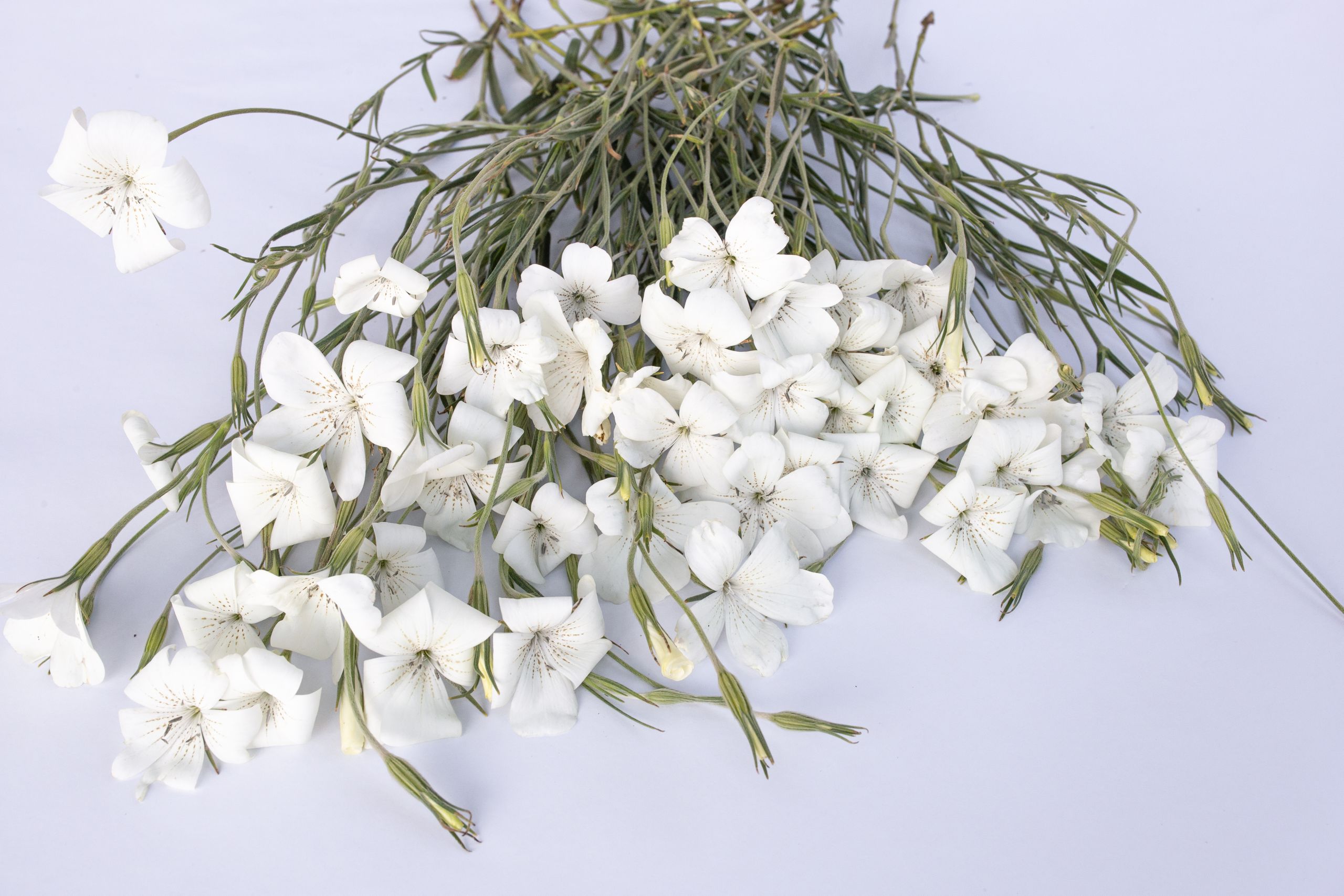 Semena Koukol polní Ocean Pearls · Loukykvět