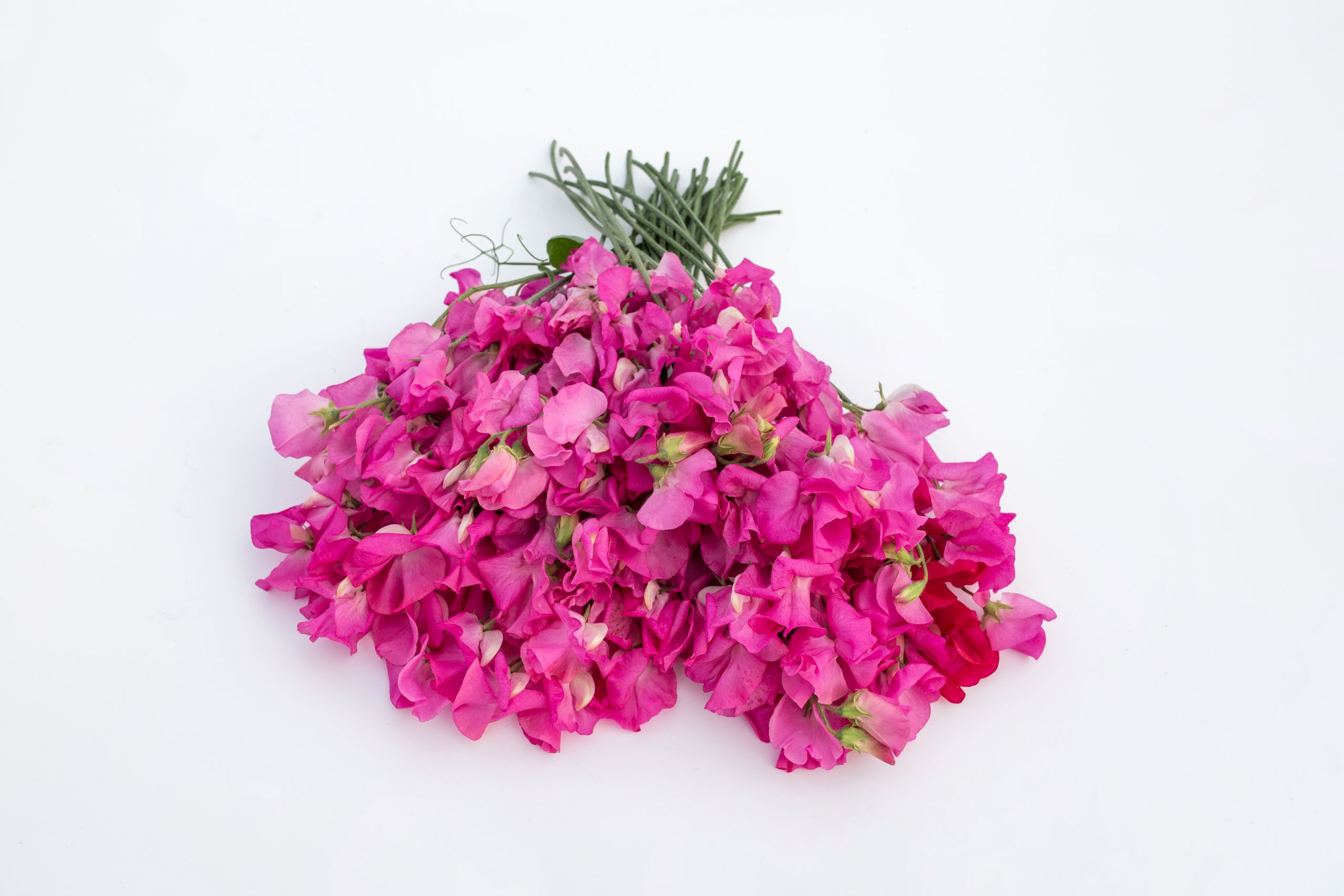 Semena Hrachor vonný Winter Sunshine Rose · Loukykvět