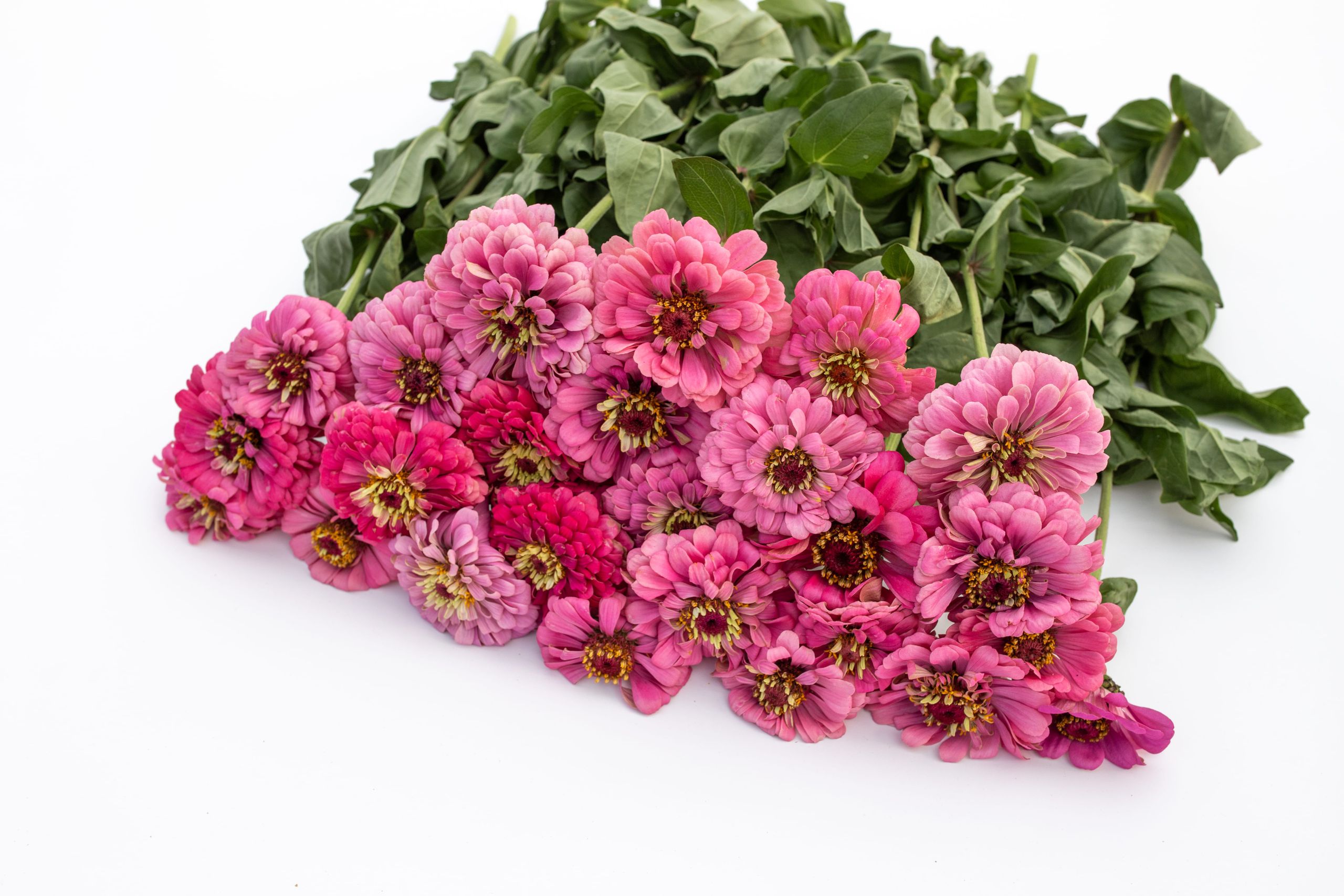 Semena Cínie Super Yoga Rose · Loukykvět
