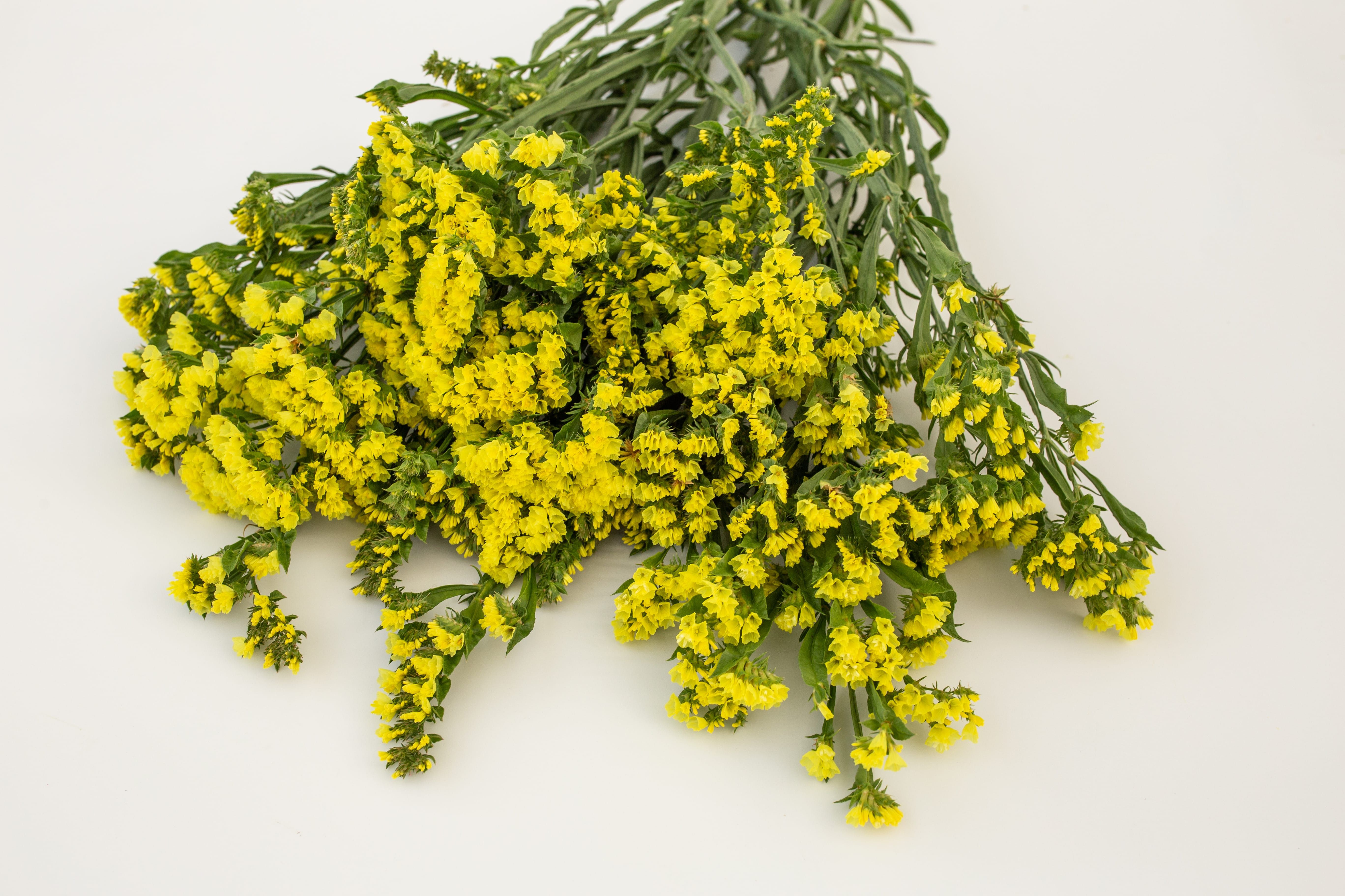 Semena Statice QIS Yellow · Loukykvět