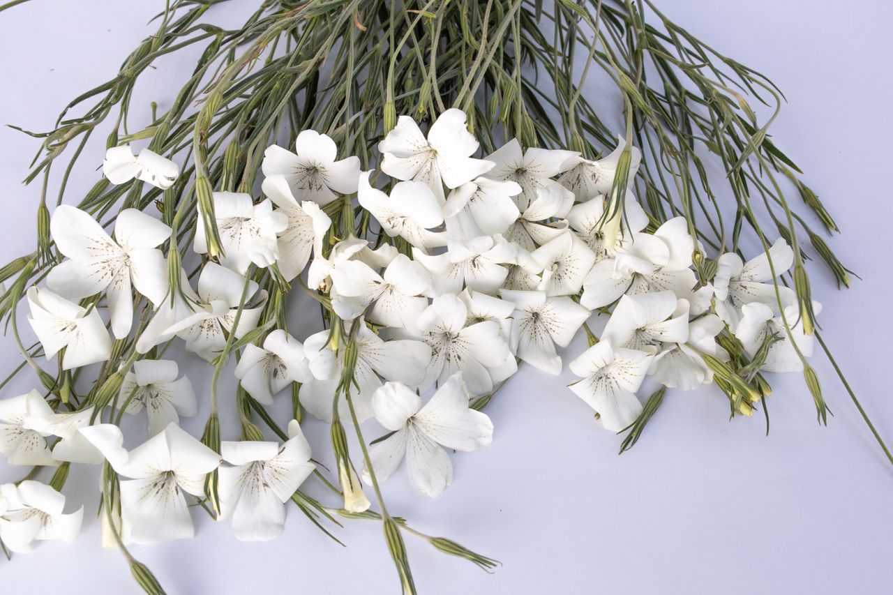 Semena Koukol polní Ocean Pearls · Loukykvět