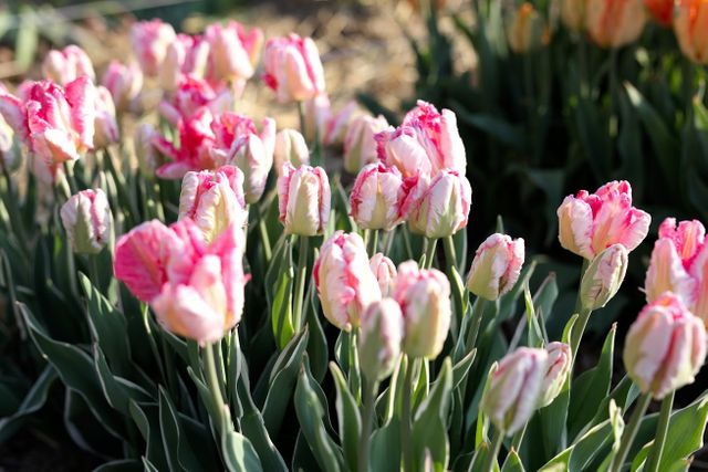 Tulipán Silver Parrot · Loukykvět