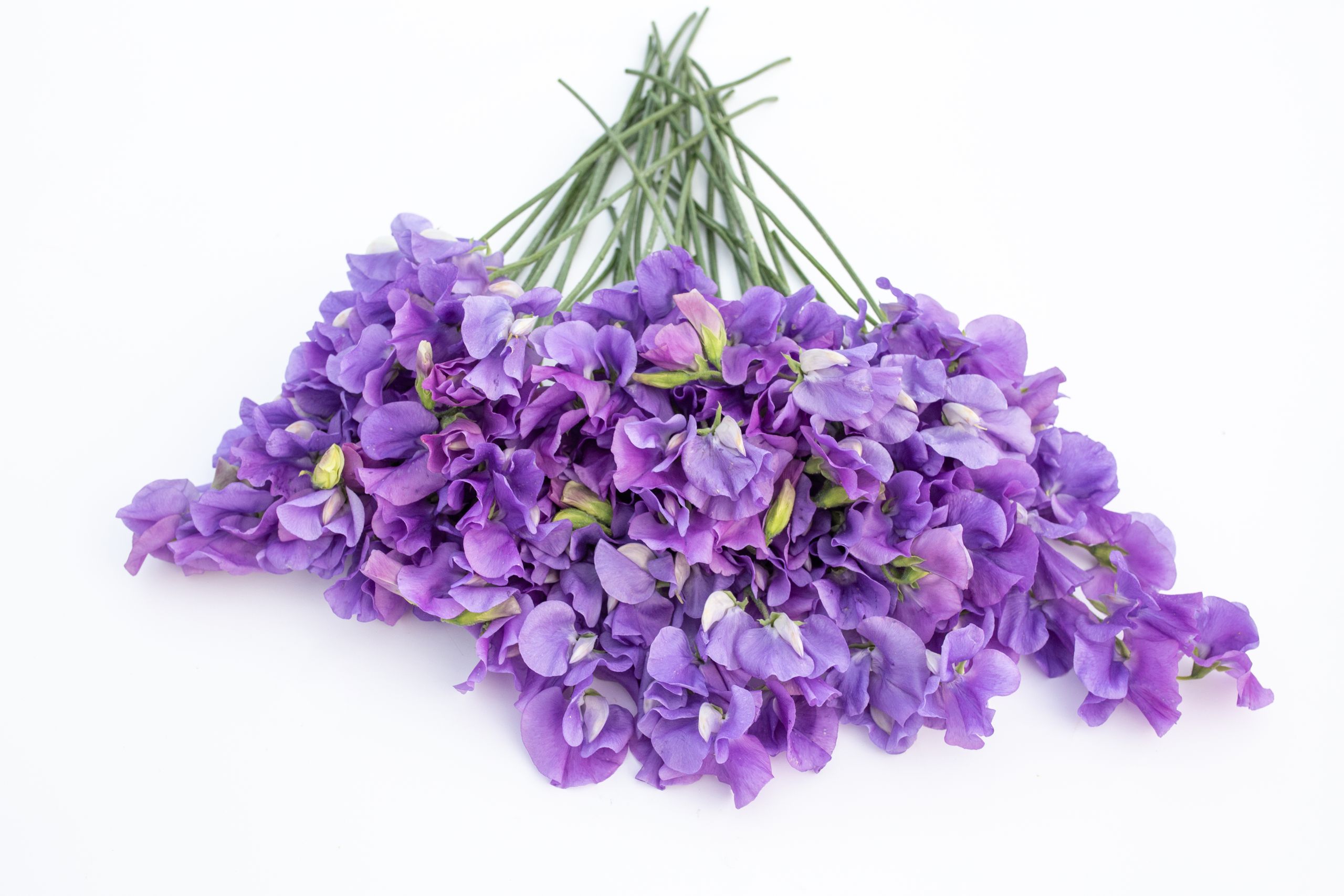 Semena Hrachor vonný Winter Sunshine Mid Blue · Loukykvět