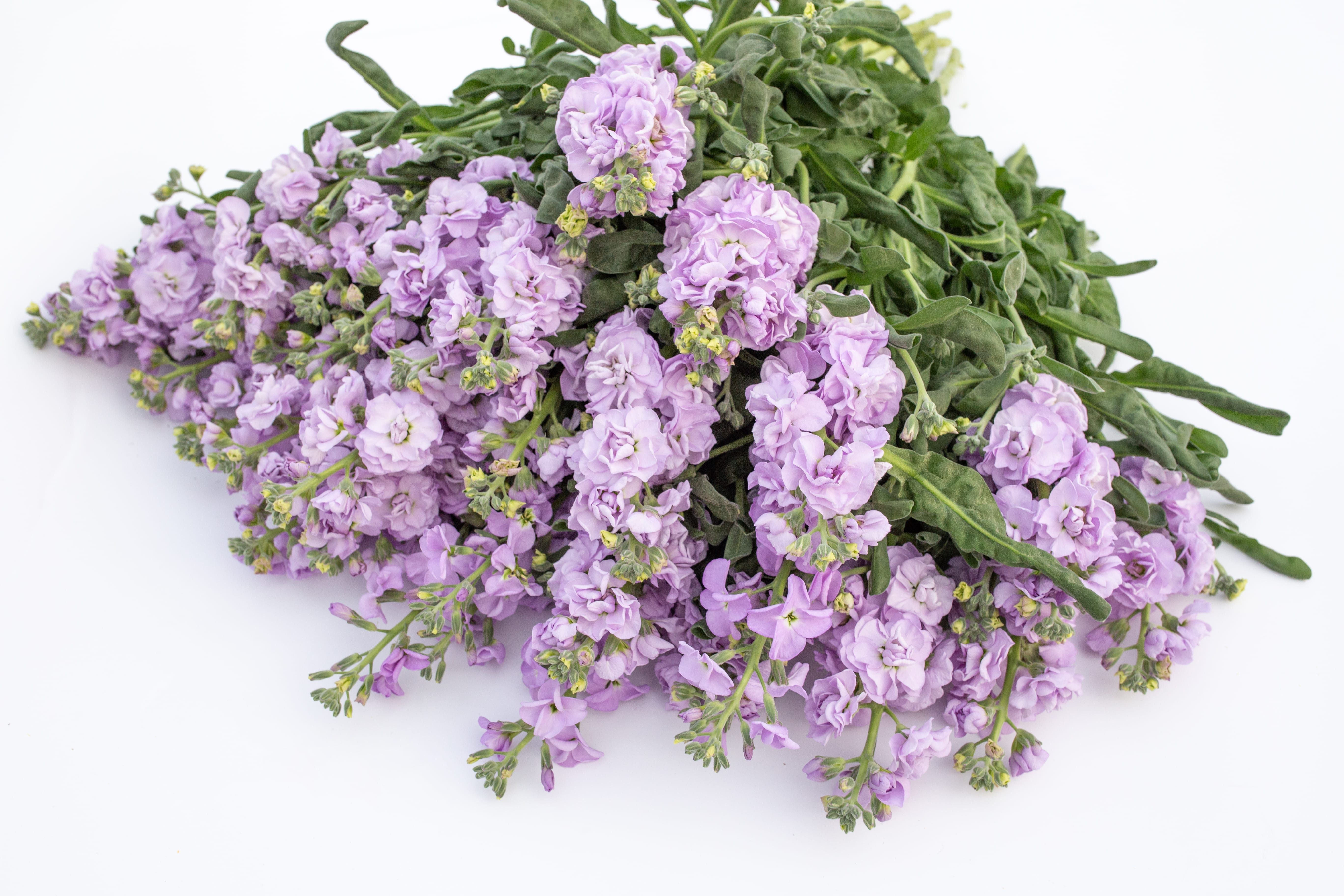 Semena Fiala Quartet Marine · Loukykvět