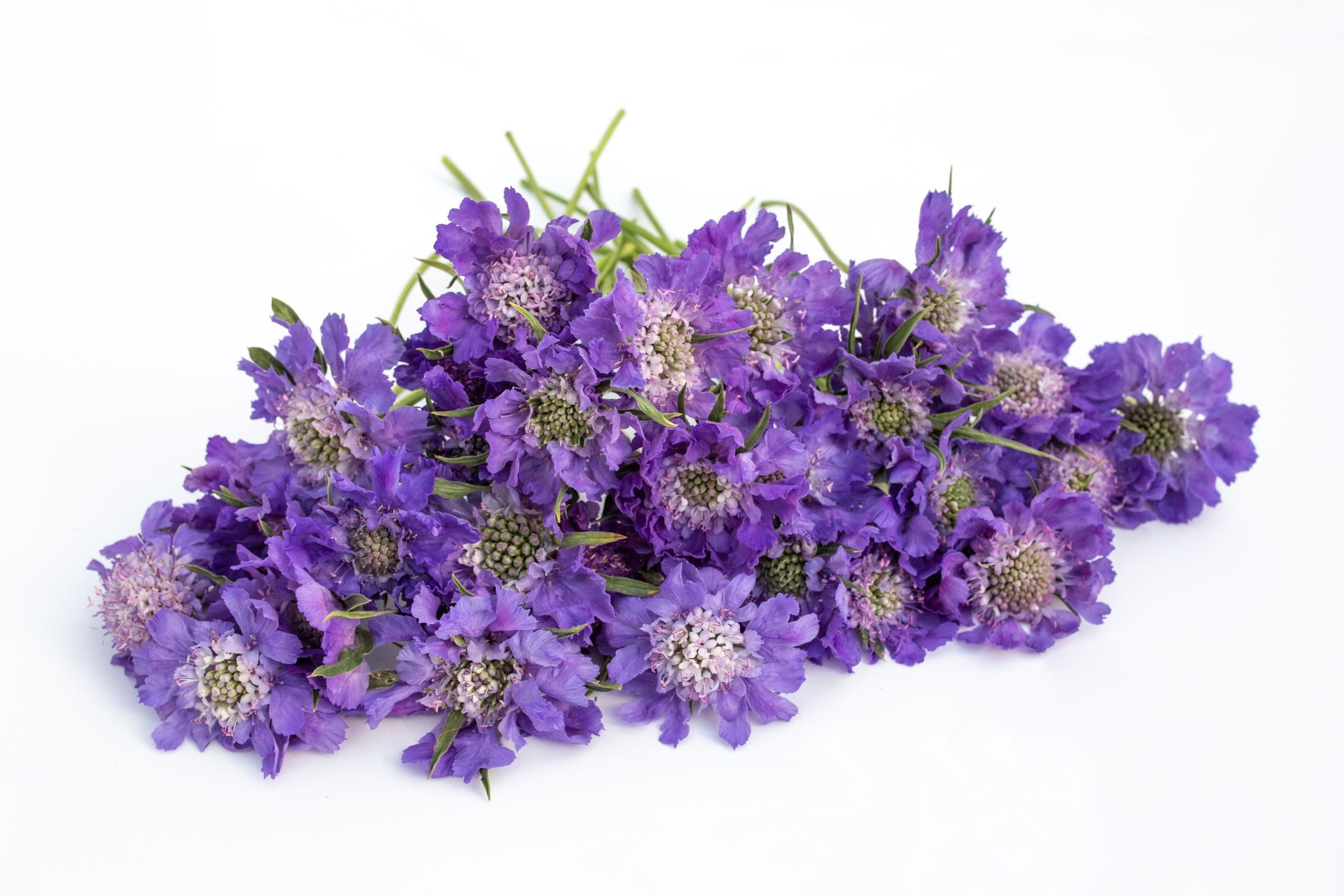 Semena Hlaváč kavkazský Fama Deep Blue · Loukykvět