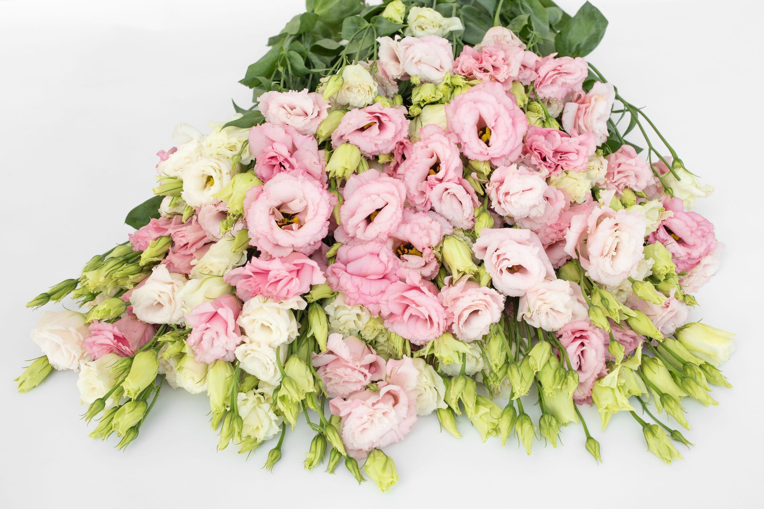 Semena Eustoma Alissa 2 Light Pink · Loukykvět