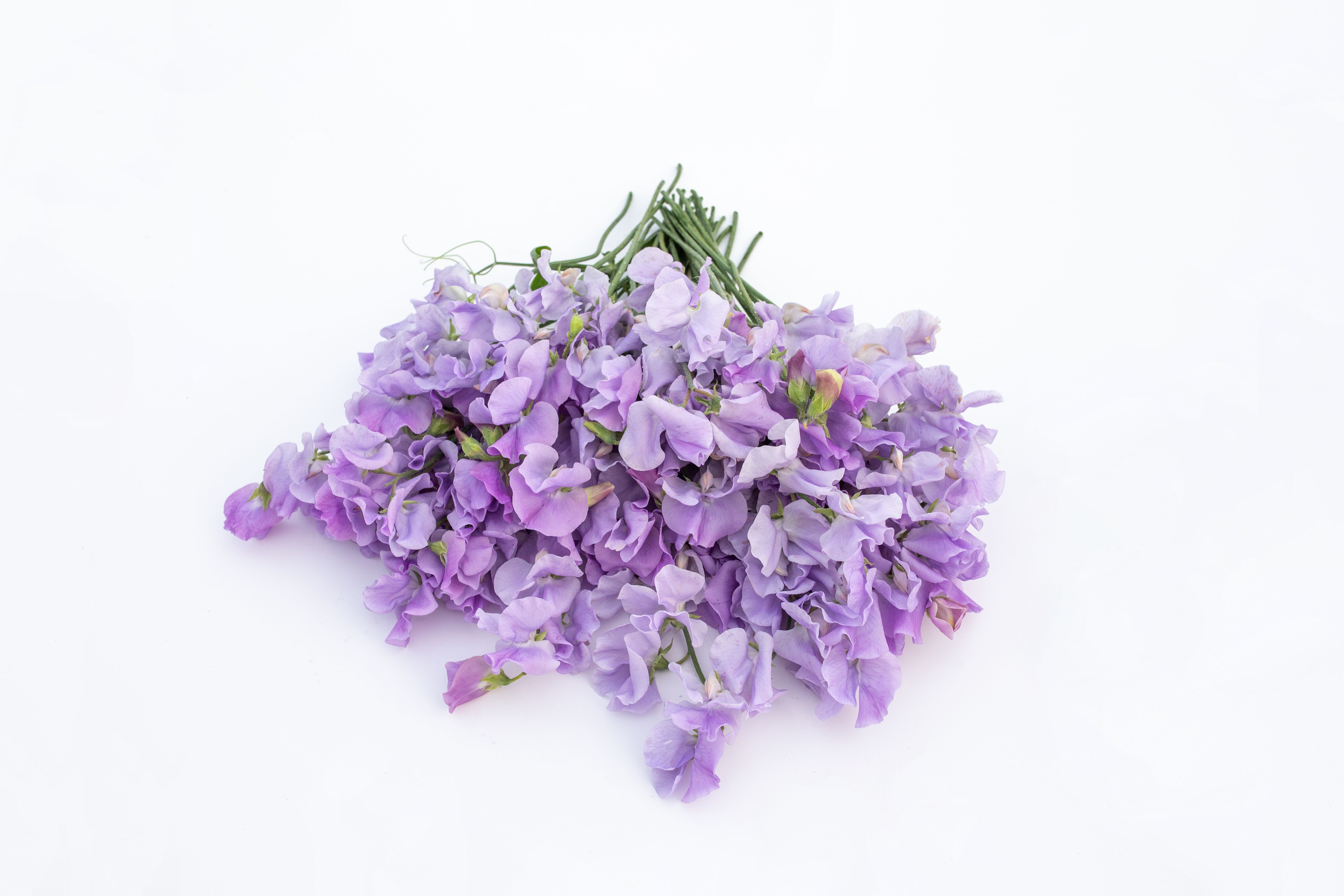 Semena Hrachor vonný Winter Sunshine Lavender · Loukykvět