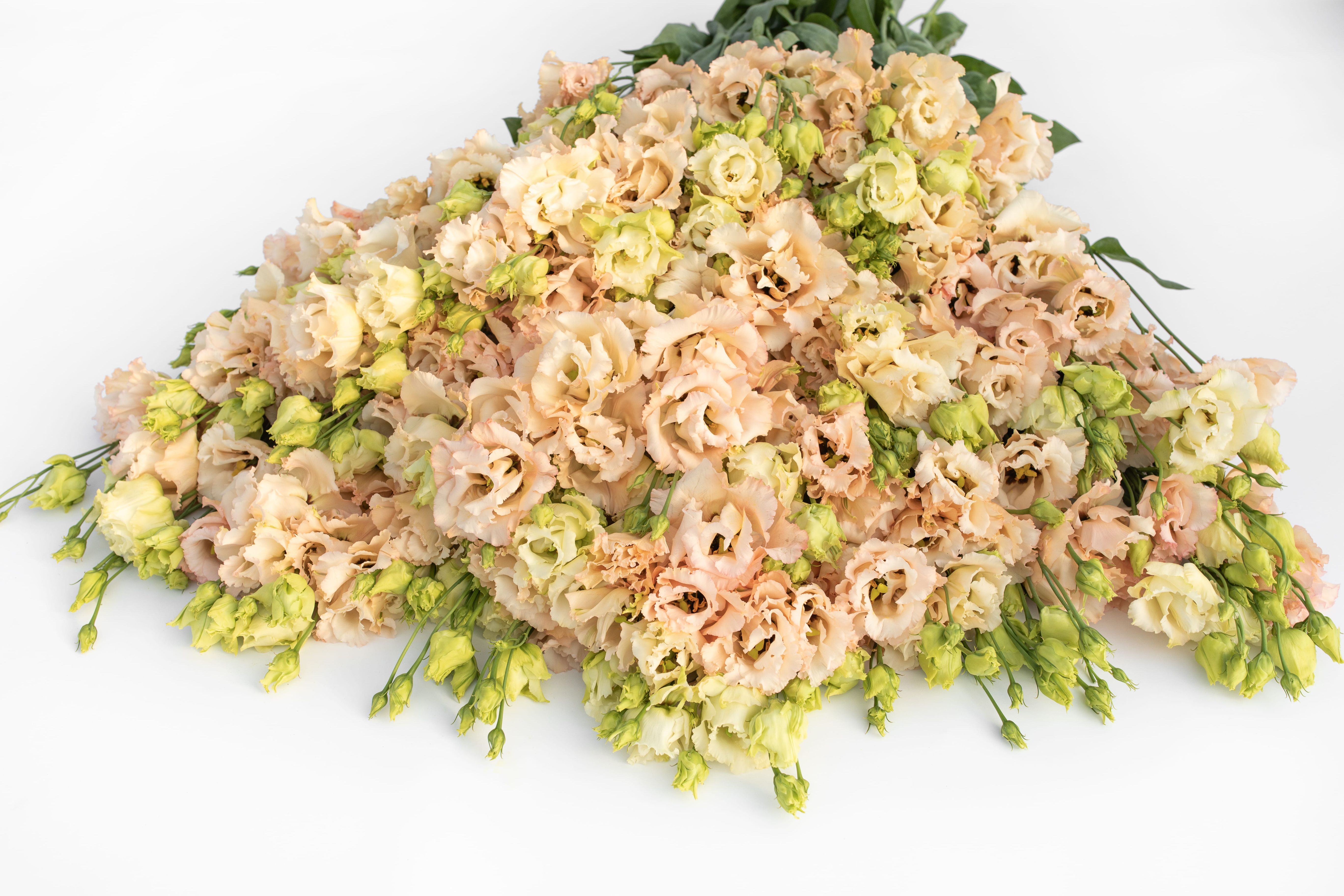 Eustoma Alissa 2 Light Apricot · Loukykvět