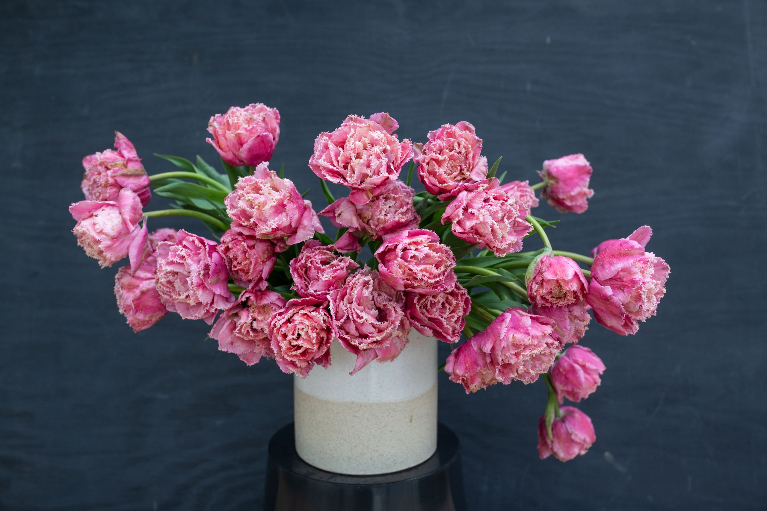 Tulipán Pink Magic · Loukykvět